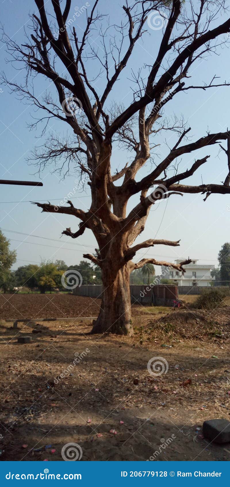 Dead Tree Photography. Beautiful View. Stock Photo - Image of produce ...