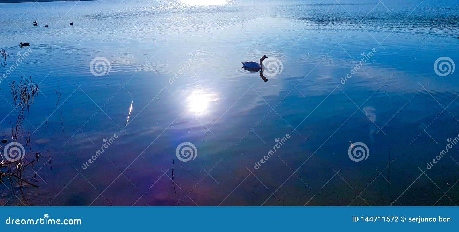 Beautiful Image of a White Swan at Dusk in a Calm Lake Stock Photo ...