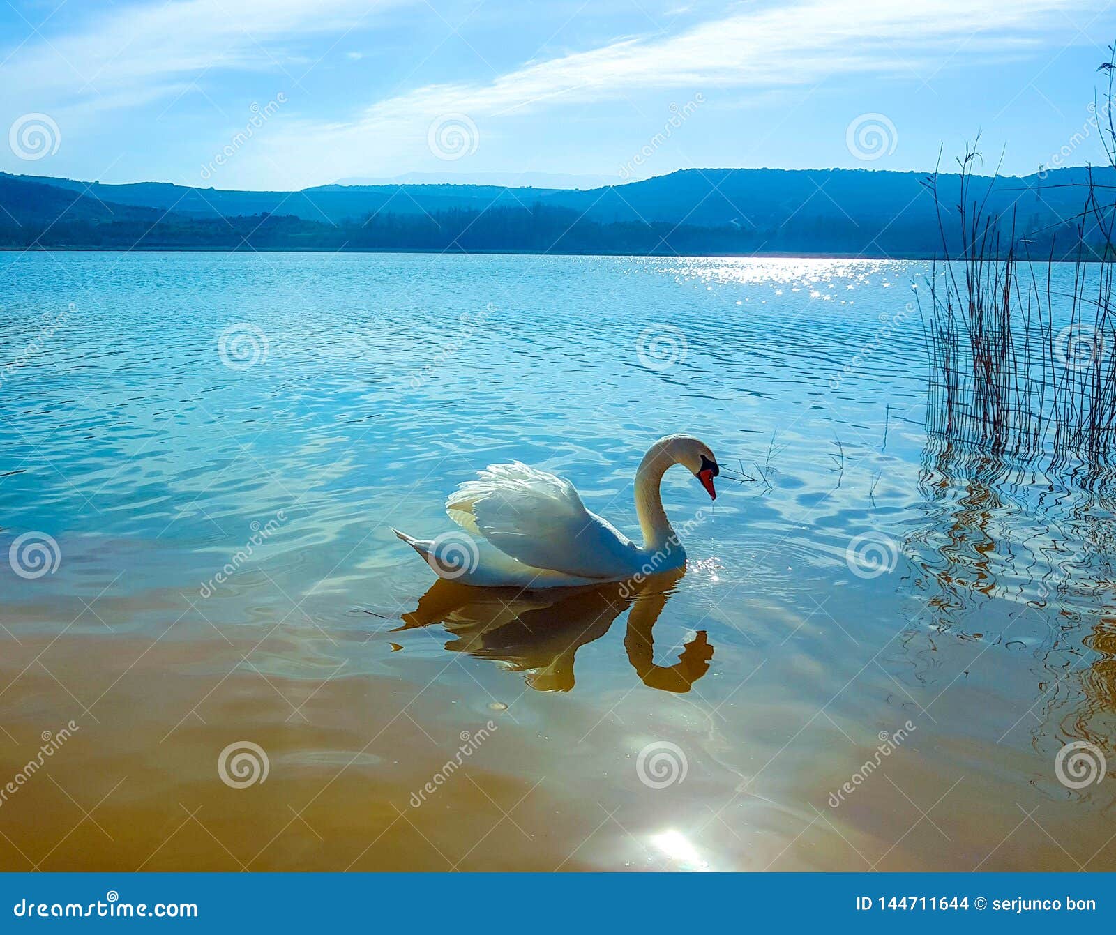 Beautiful Image of a White Swan at Dusk in a Calm Lake Stock Photo ...