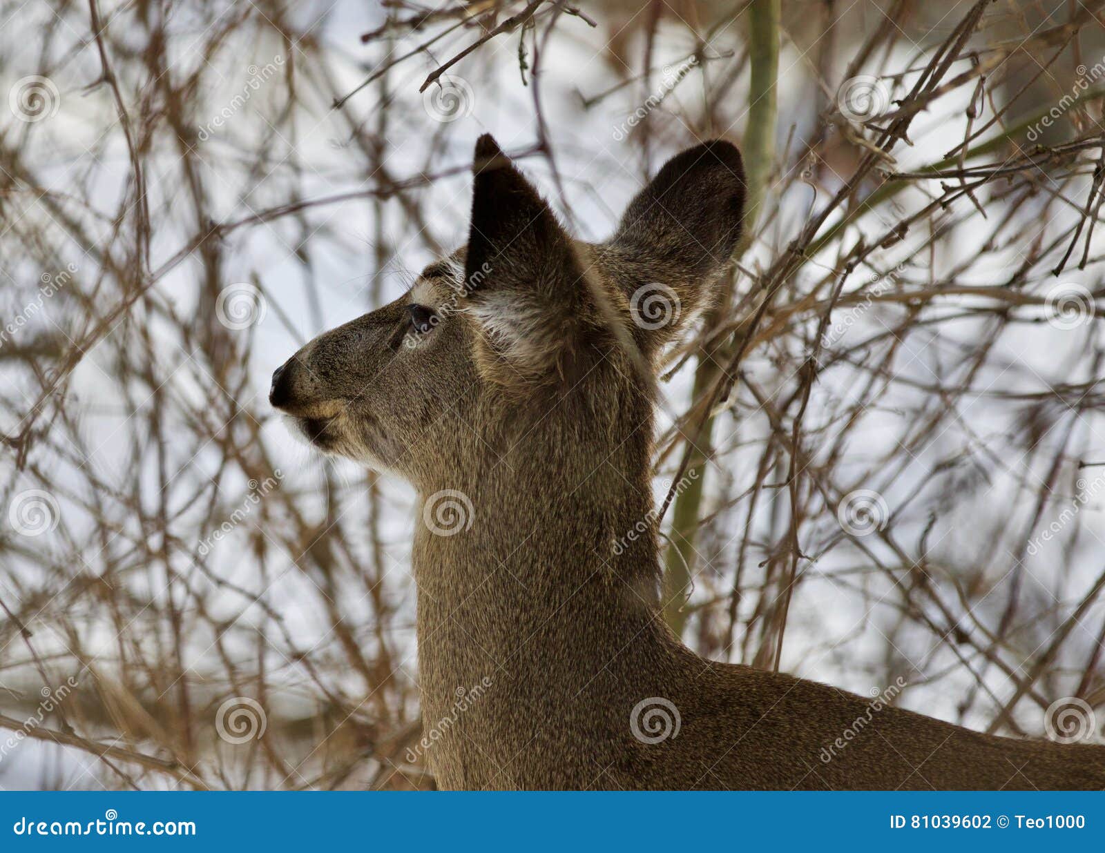 Beautiful Image with a Wild Deer in the Snowy Forest Stock Photo ...