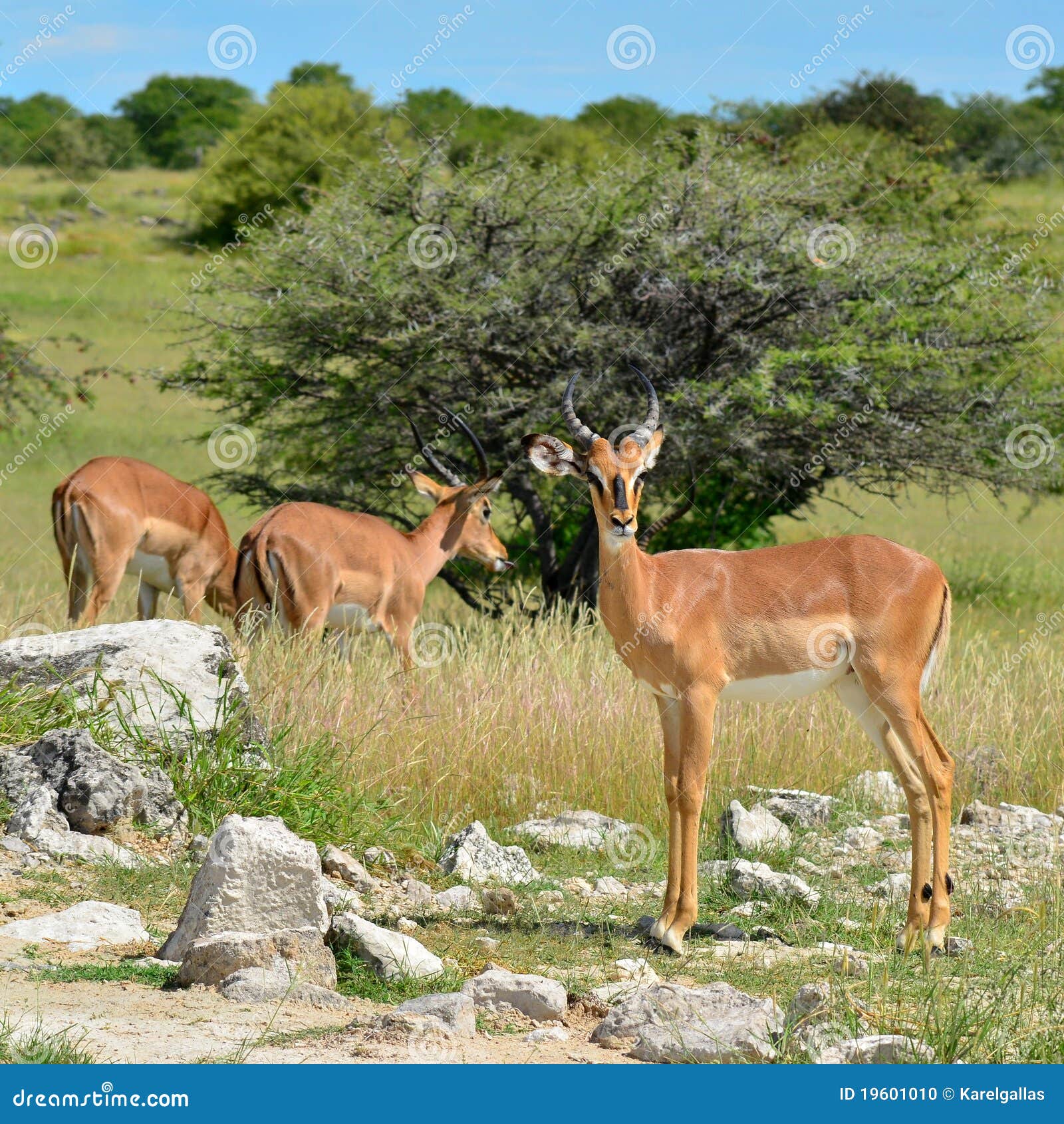 Beautiful impala antelope stock photo. Image of outdoor - 19601010