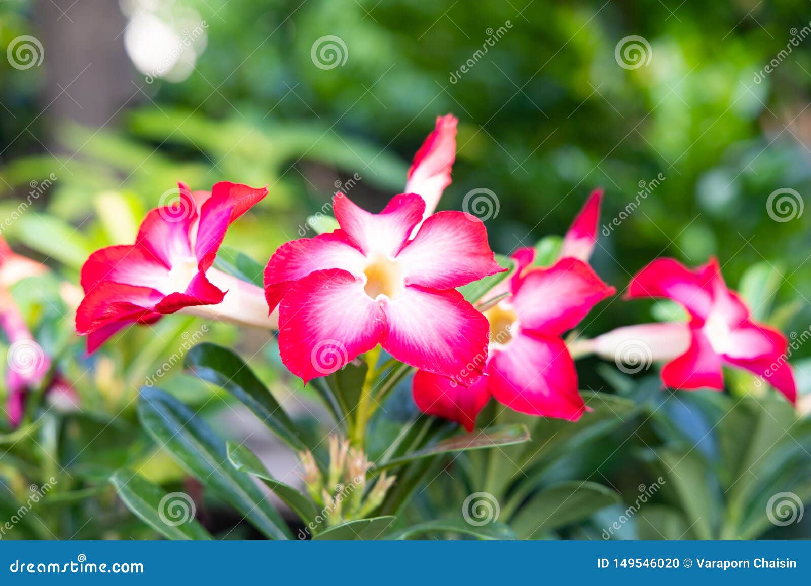 Beautiful Impala Lily Flowers on Tree Stock Photo - Image of flower ...