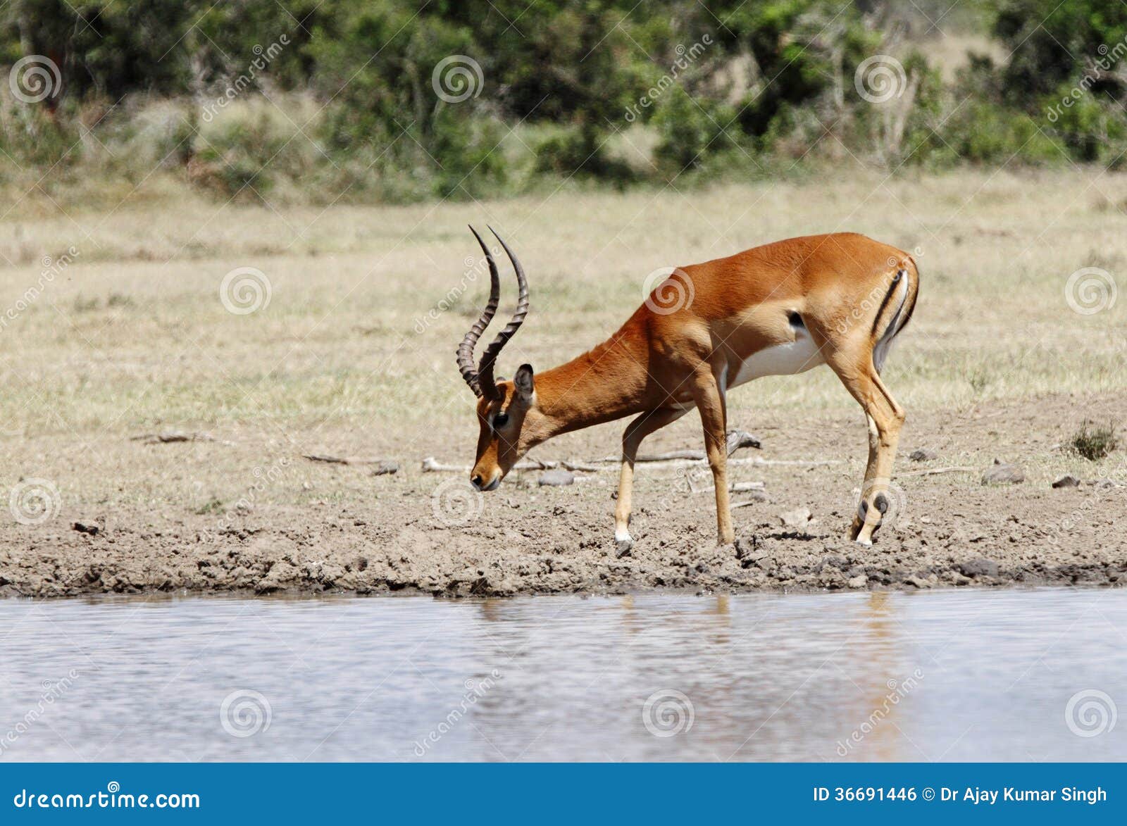 A Beautiful Impala Near a Water Hole Stock Photo - Image of bouncing ...