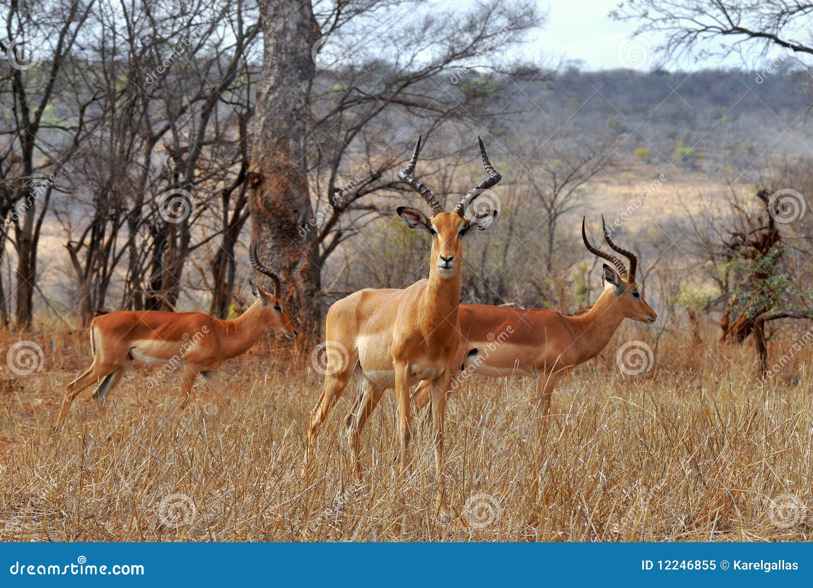 Beautiful impalas male stock image. Image of single, africa - 12246855