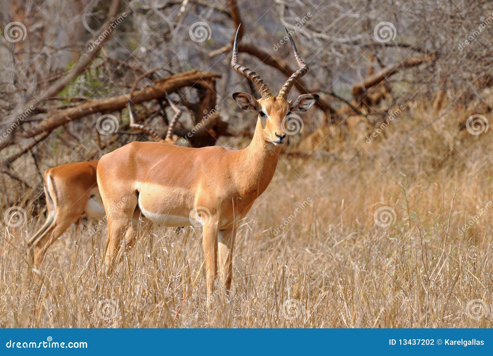 Beautiful impalas male stock photo. Image of mammal, mature - 13437202