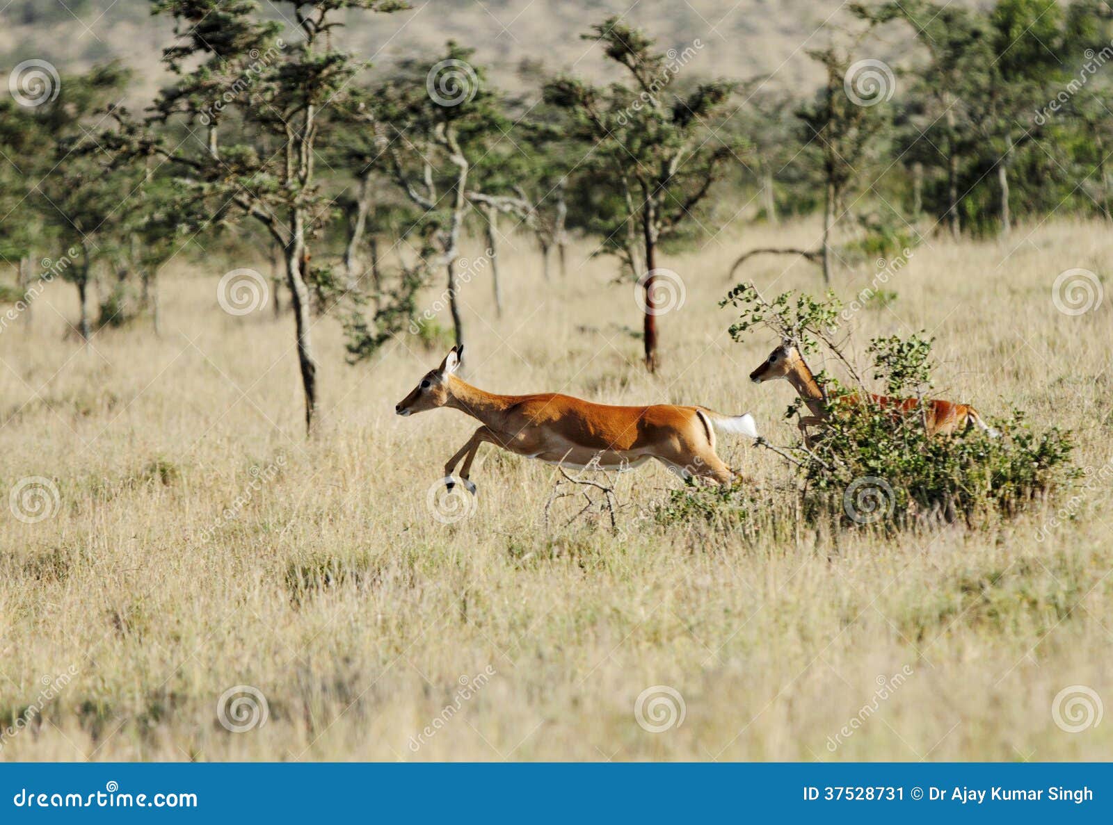 Beautiful Impalas Running in the Grassland Stock Image - Image of ...