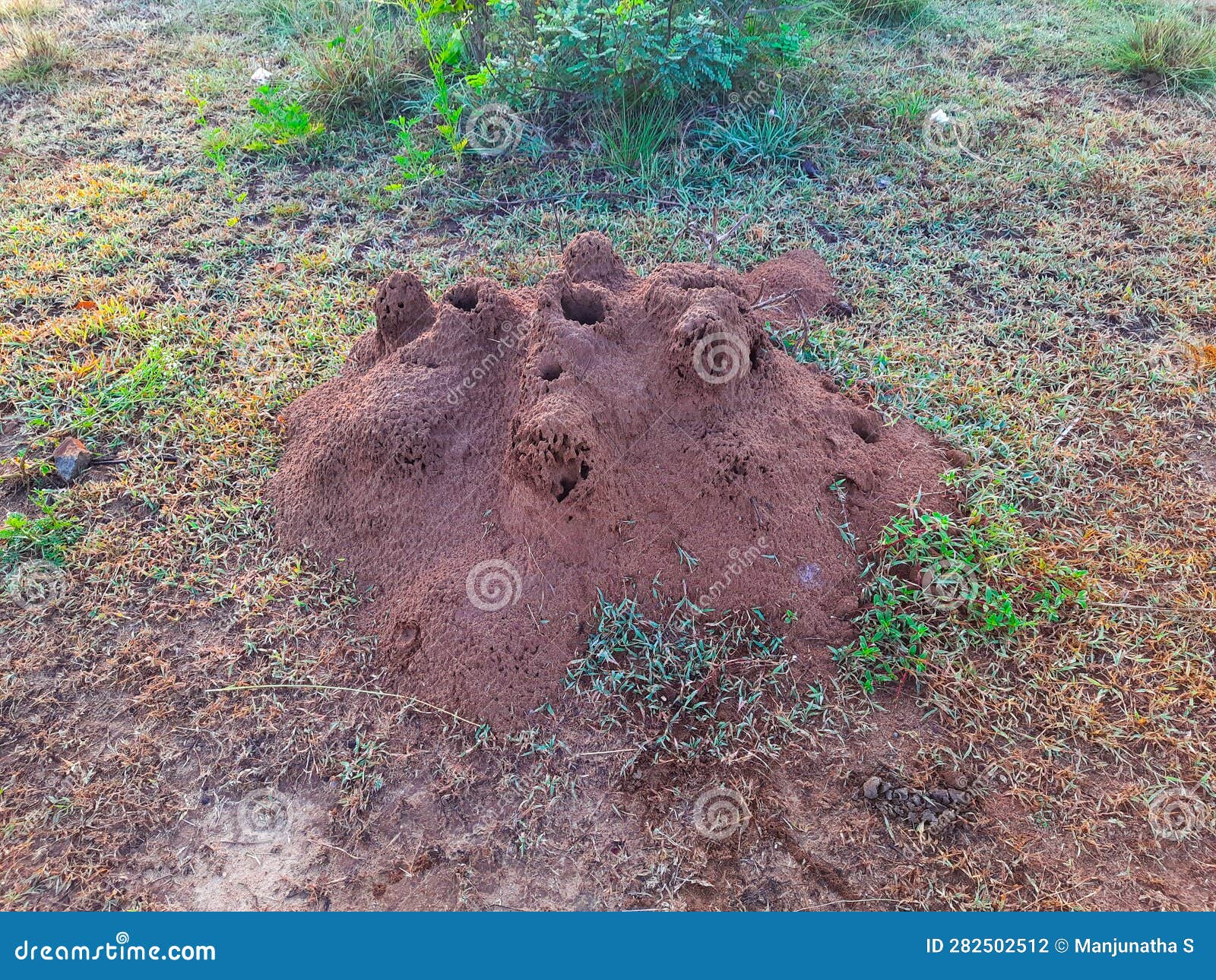 Beautiful Indian Ant Hill or Ant Colony in the Empty Field Stock Photo ...