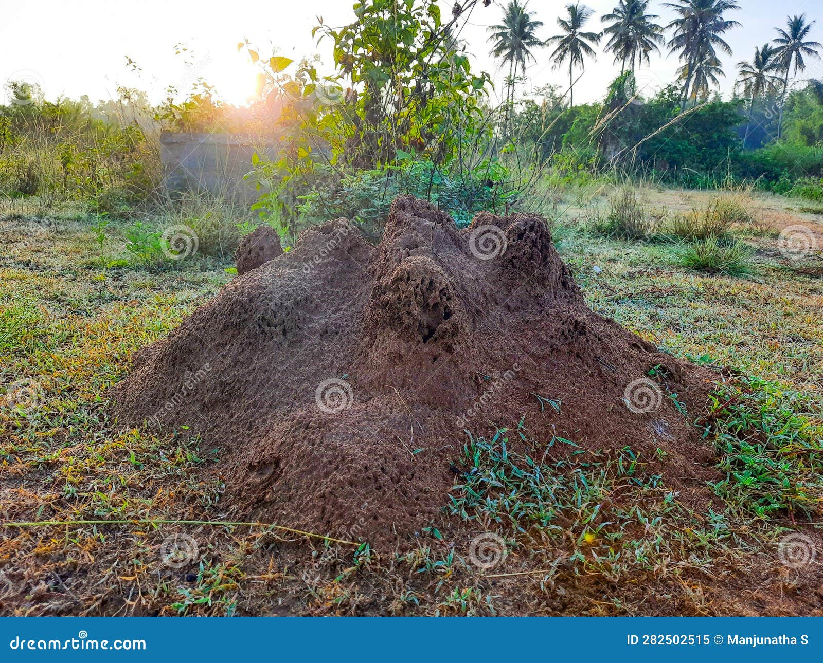 Huge Ant Colony