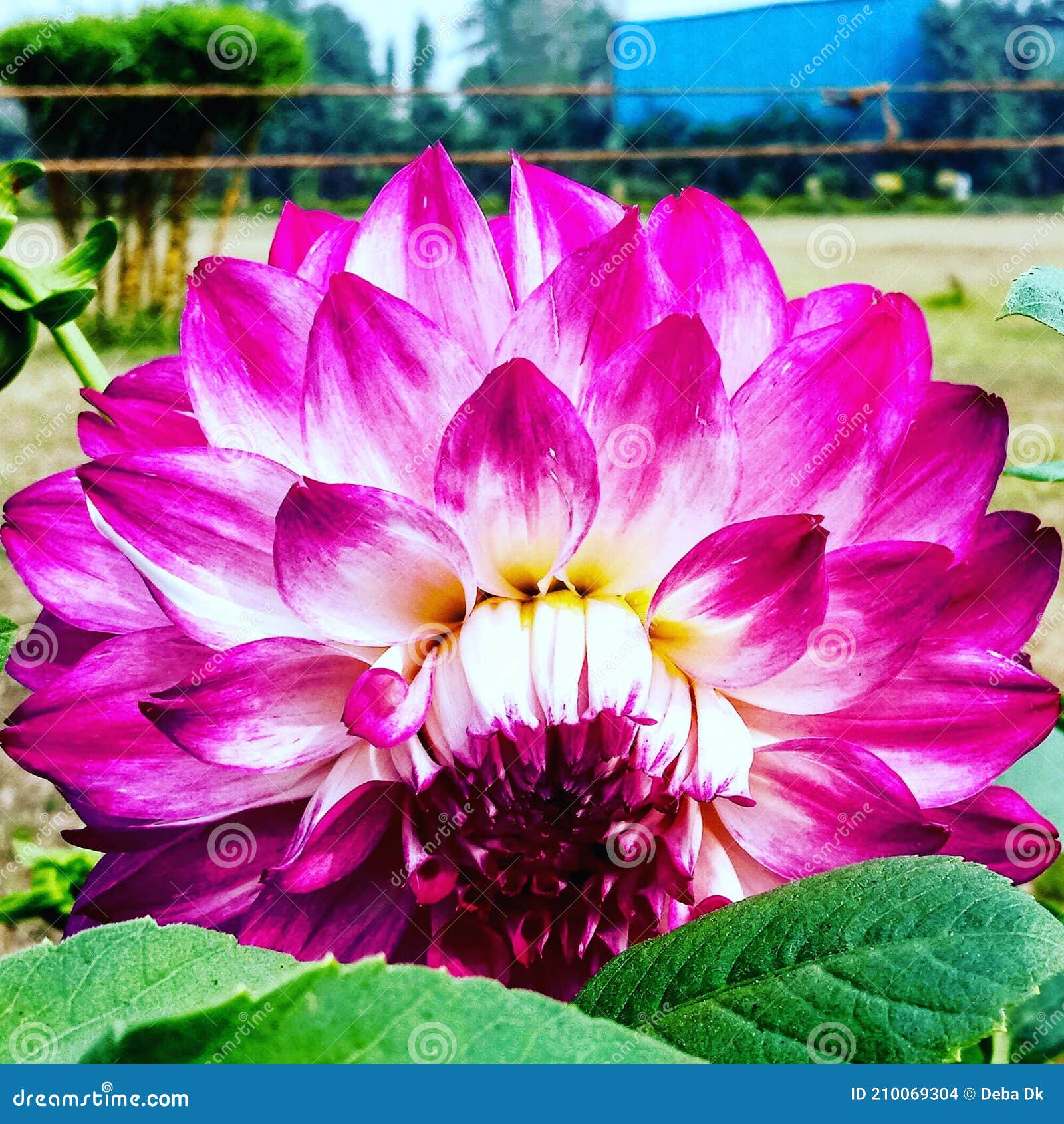 Beautiful Indian flower stock photo. Image of lily, blossom - 210069304