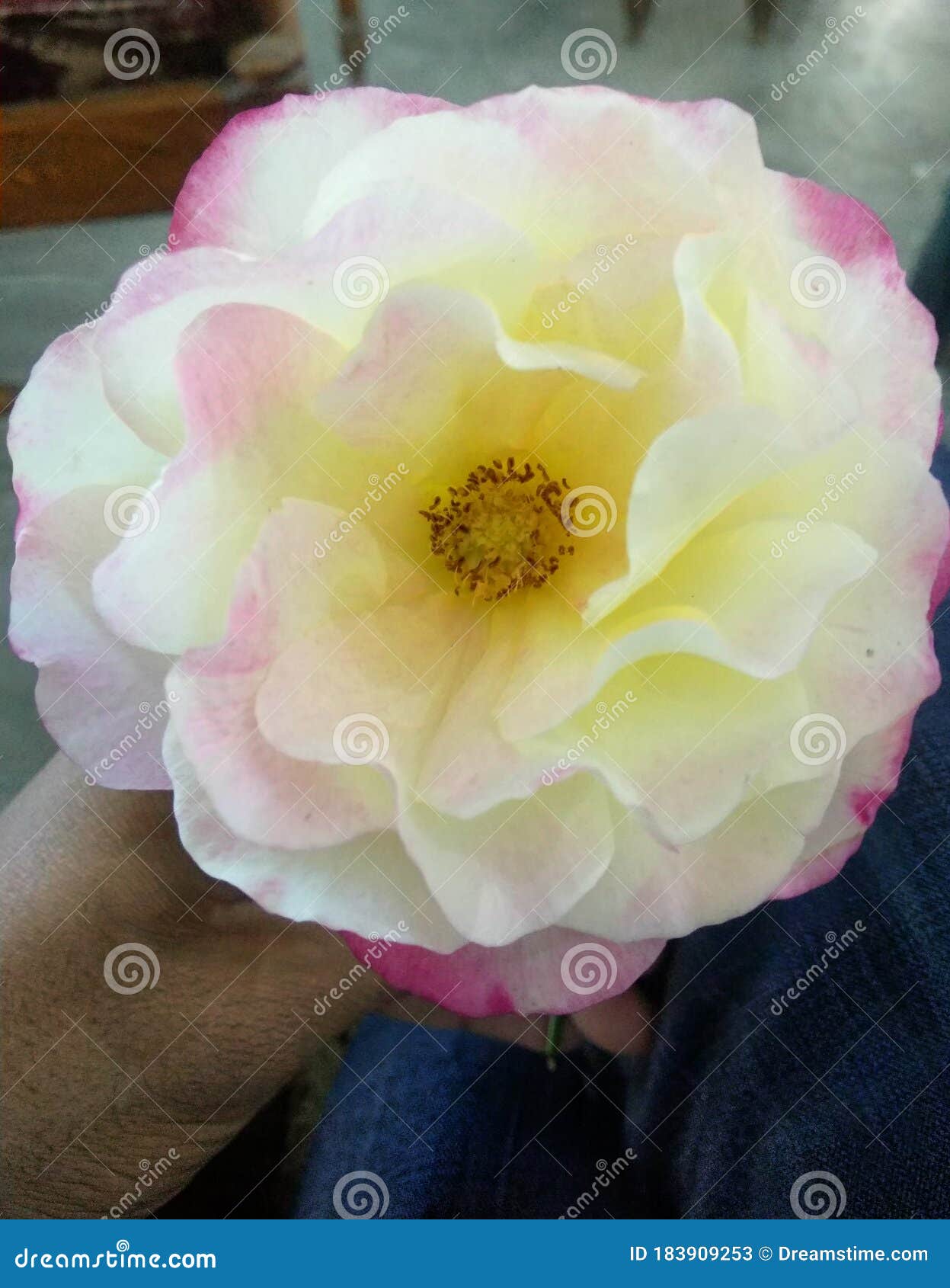 BEAUTIFUL INDIAN FLOWER in HAND Stock Image - Image of beautiful ...
