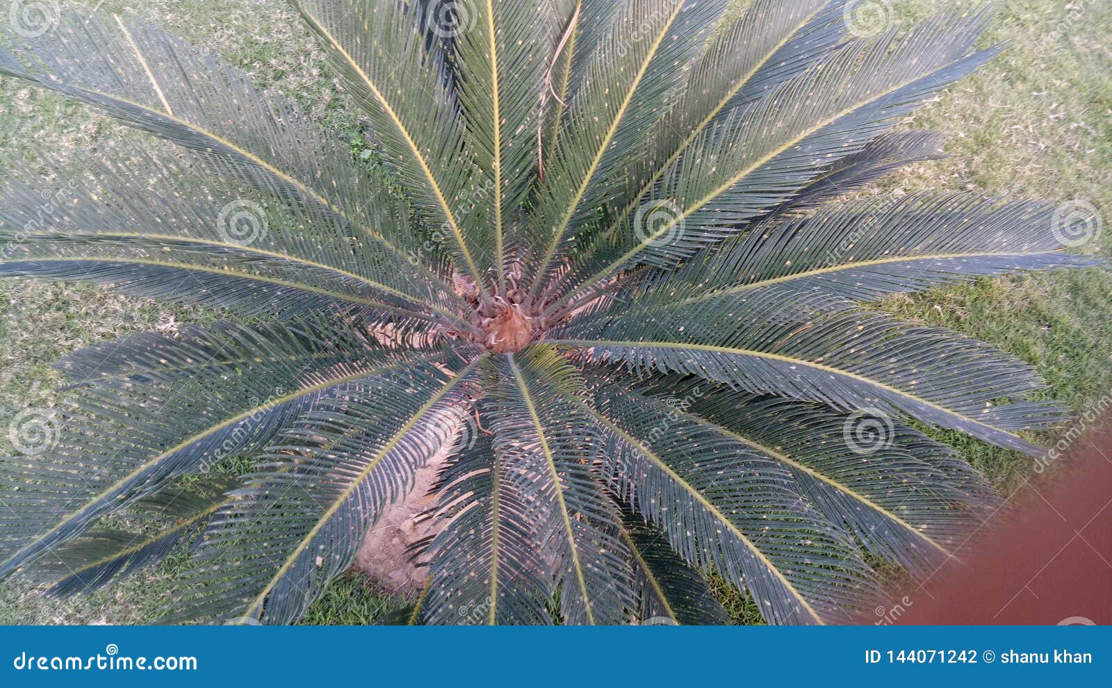 Green tree stock photo. Image of tree, trees, indian - 144071242