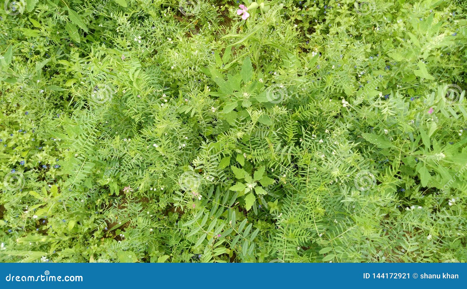 Green grass stock image. Image of tree, grass, indian - 144172921
