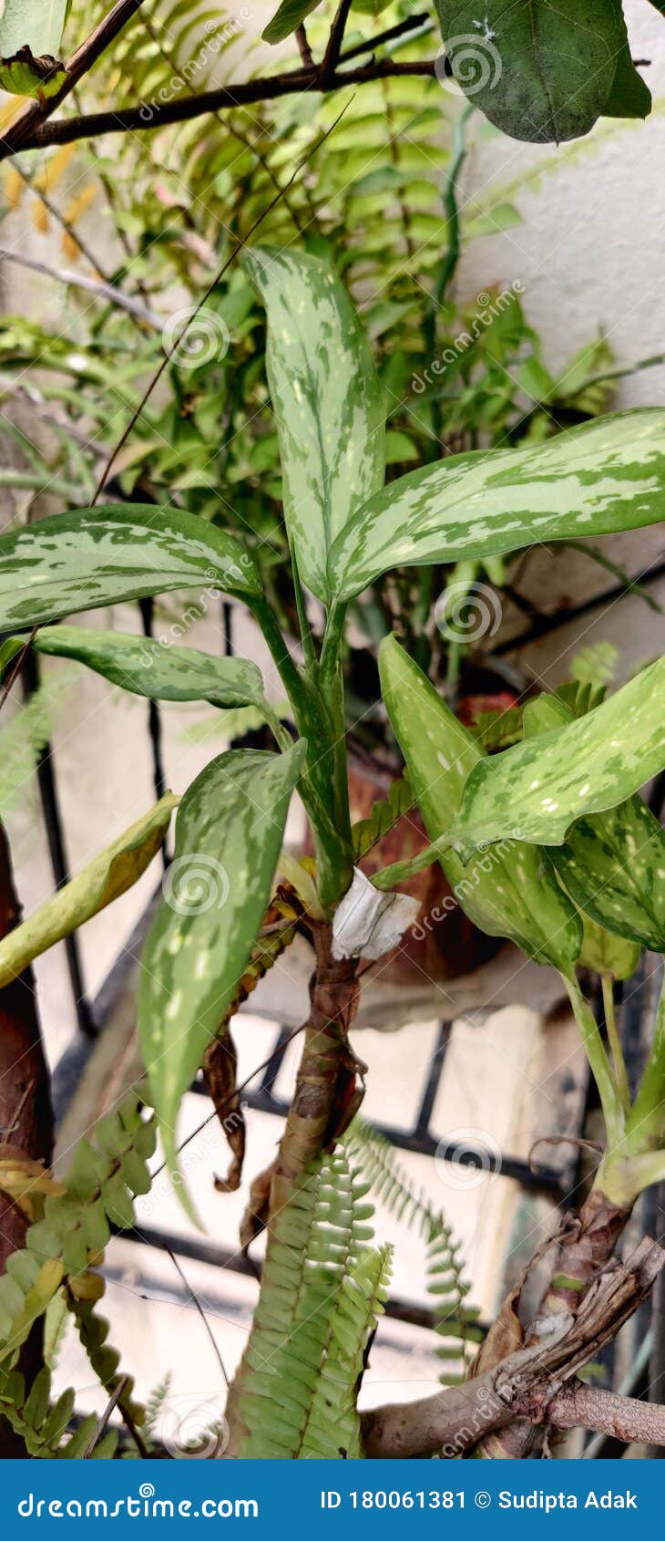 Beautiful Indian Herbal Tree Stock Image - Image of food, herbal: 180061381