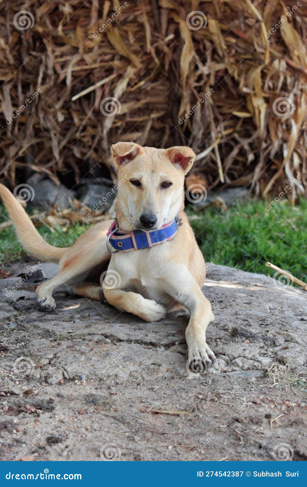 A Beautiful Indian Pariah Dog Relaxing Stock Image - Image of indian ...