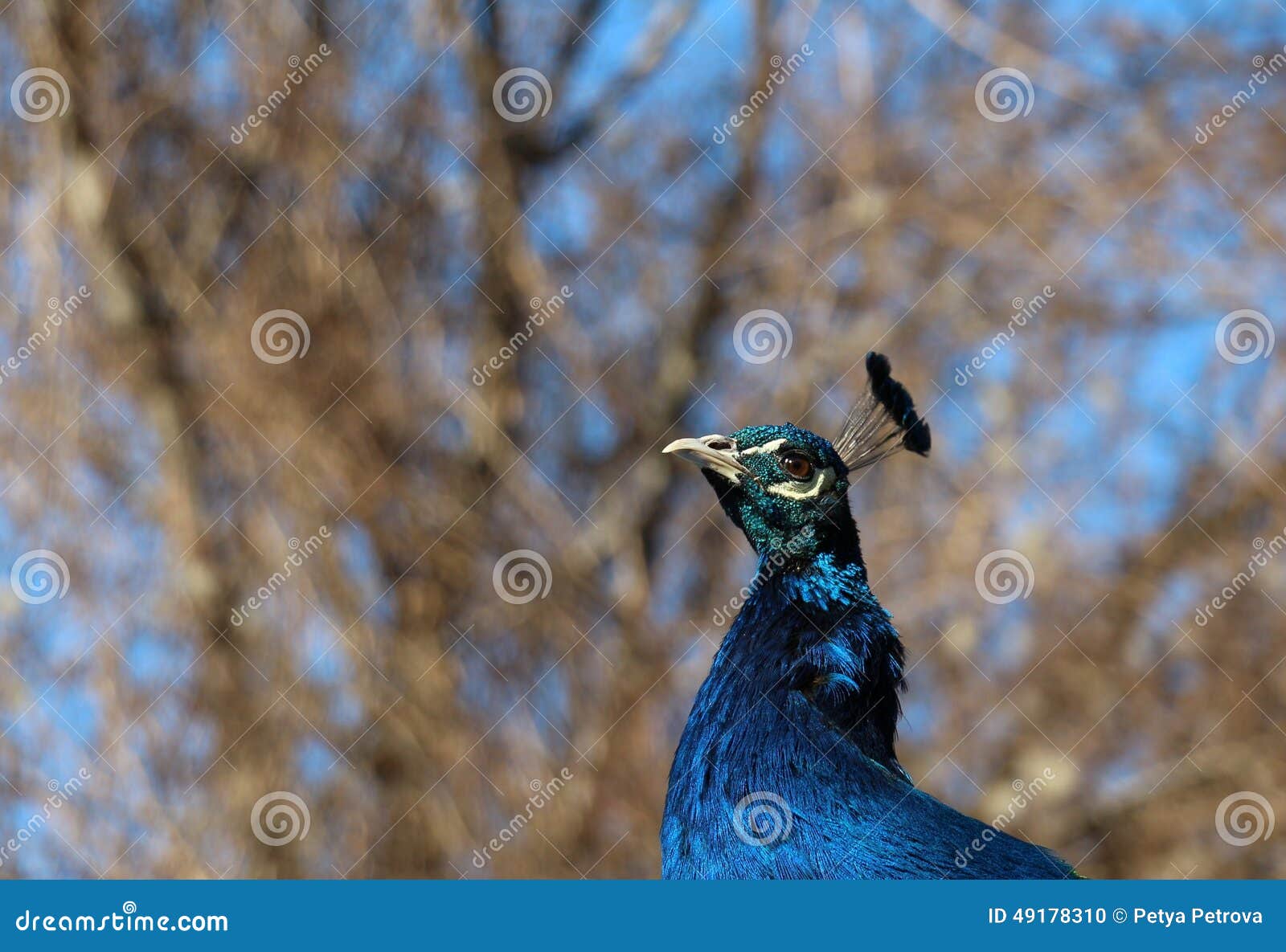 Beautiful Indian peacock stock photo. Image of outdoor - 49178310