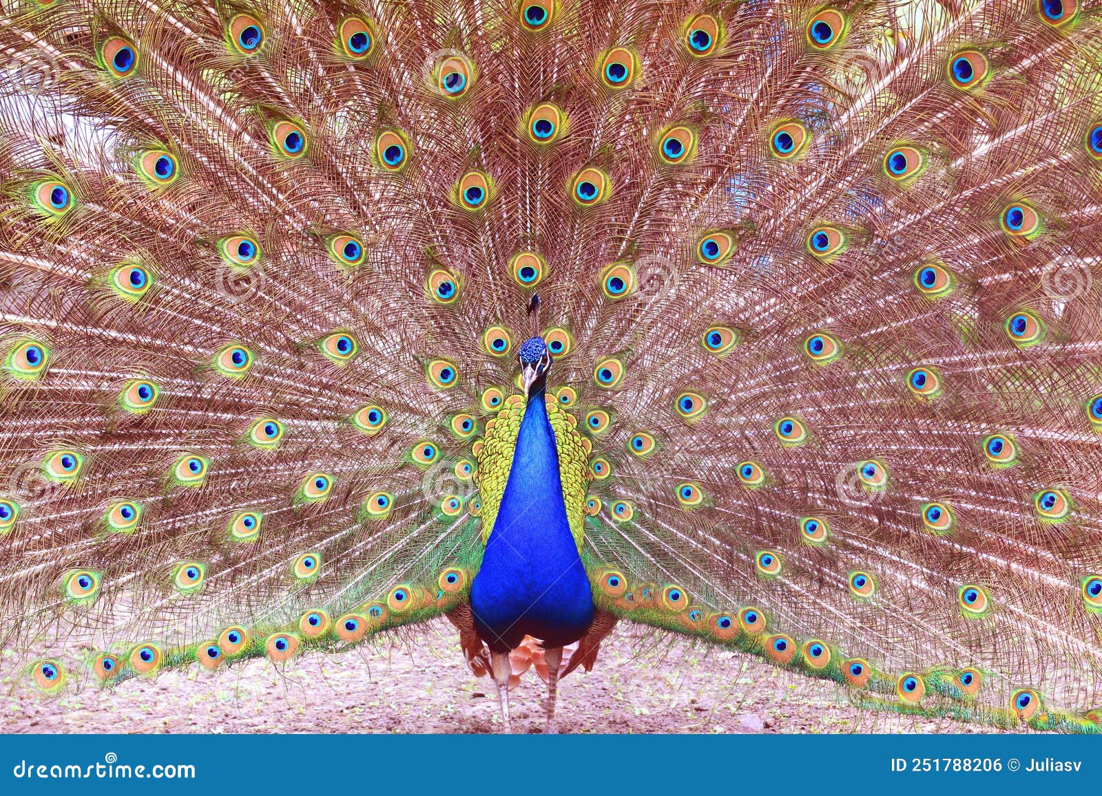 Beautiful Indian Peacock With Red Peacock Feathers Stock Photo ...