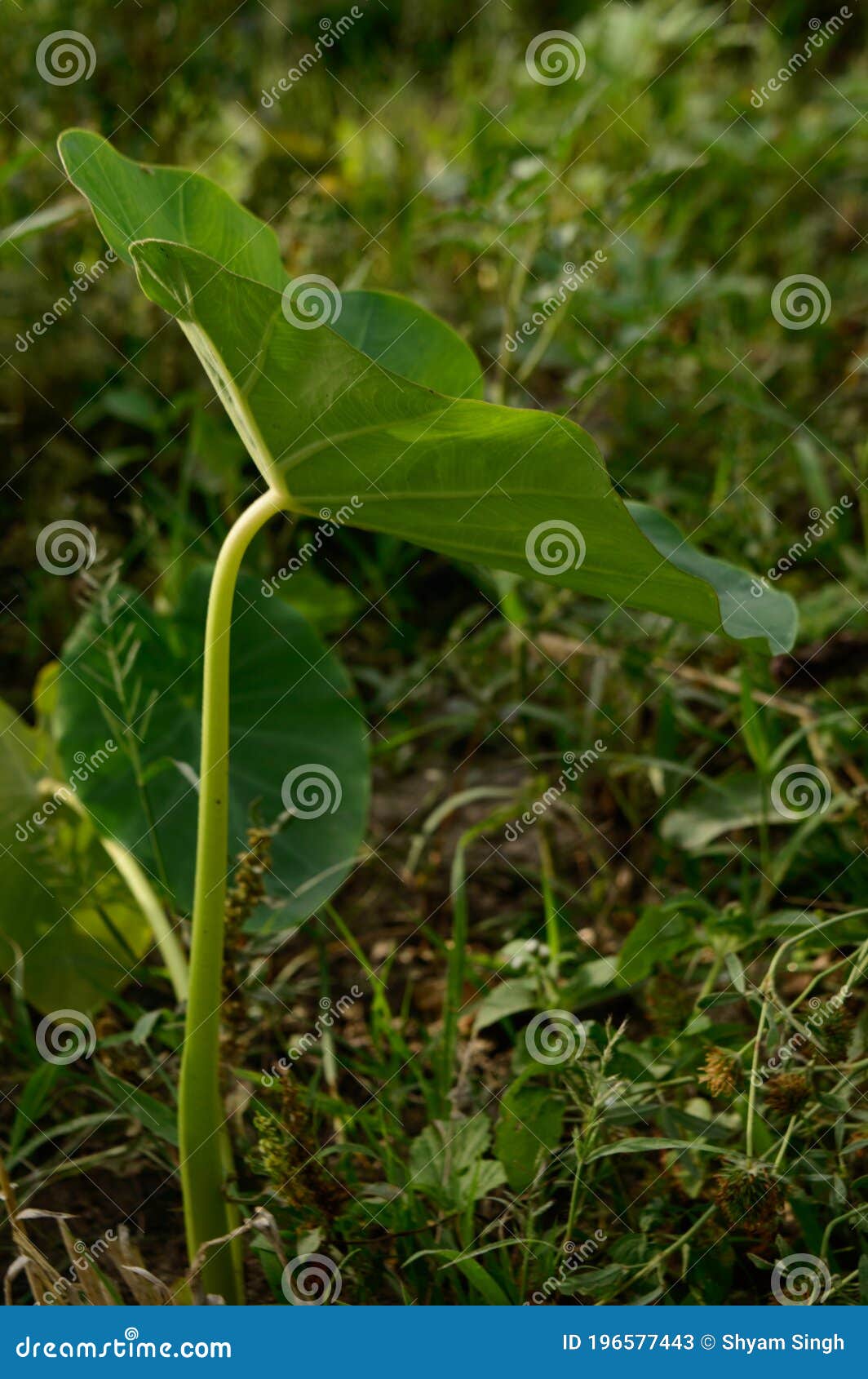 A Beautiful Indian Plant Leaf at Evening Stock Image - Image of forage ...
