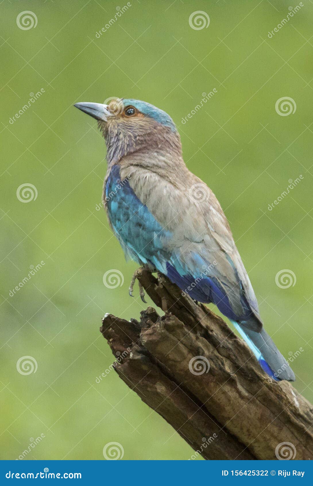 A Beautiful Indian Roller Bird is Sitting on a Sharp Perch Stock Photo ...