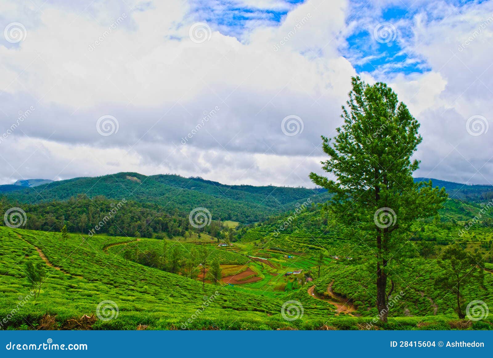 Beautiful Indian Tea Estates Stock Photo - Image of crop, environment ...