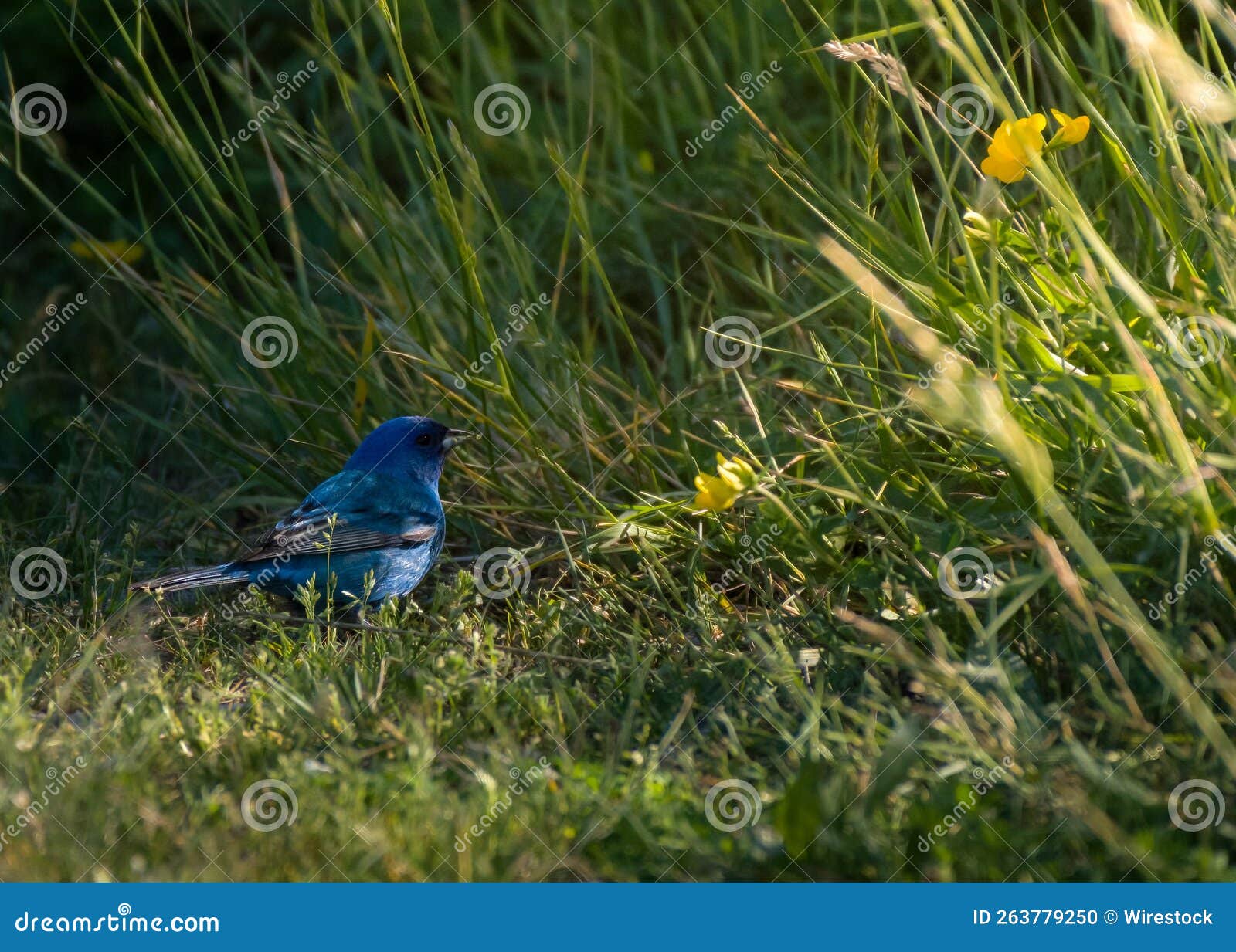 Beautiful Indigo Bunting Bird on a Field Stock Photo - Image of ...