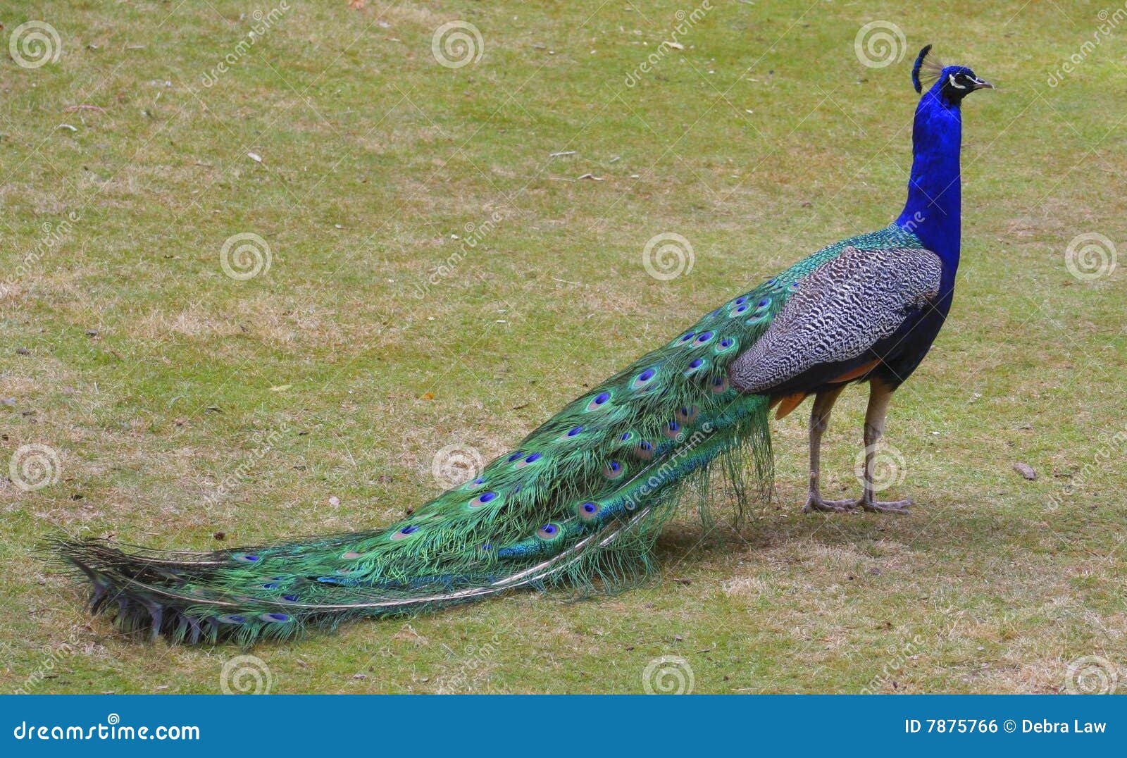 Beautiful Indinan Blue Peacock Stock Photo - Image of wildlife, crest ...