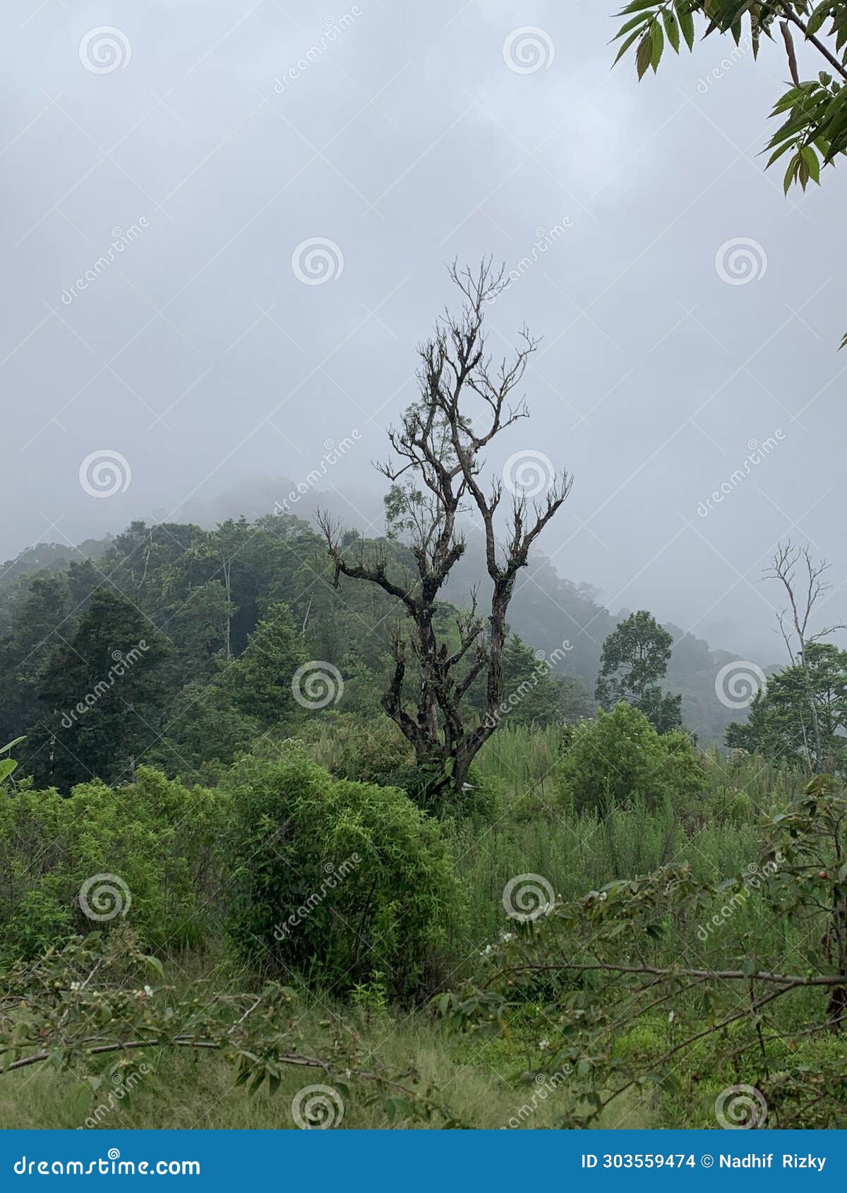 Beautiful Indonesian Dry Mountain Trees Forest Stock Photo - Image of ...