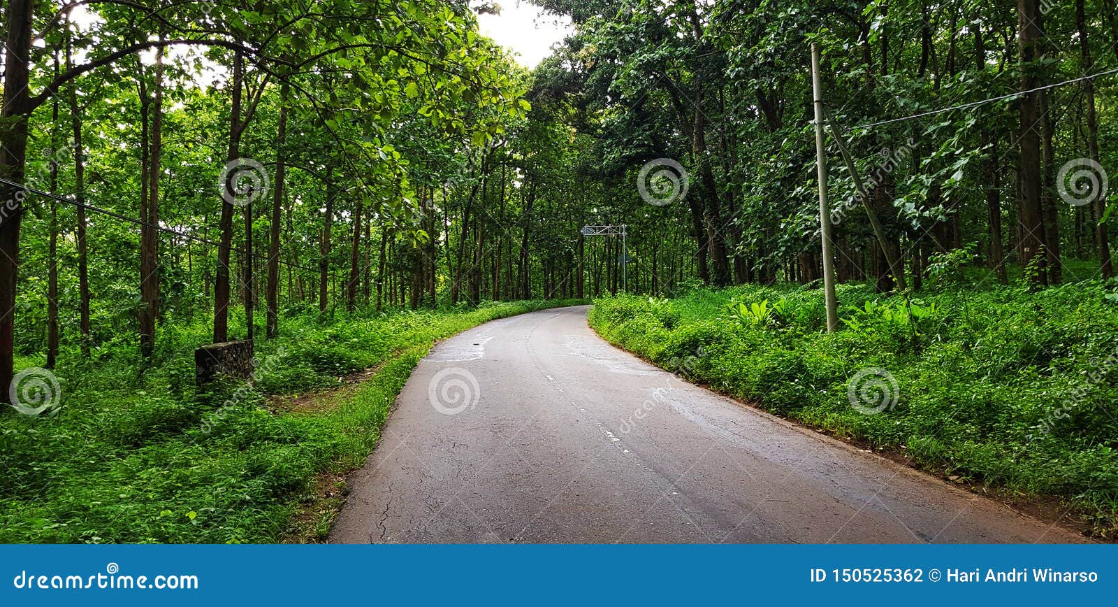 Tropical Rainforest Indonesia Stock Photos - Download 9,533 Royalty ...