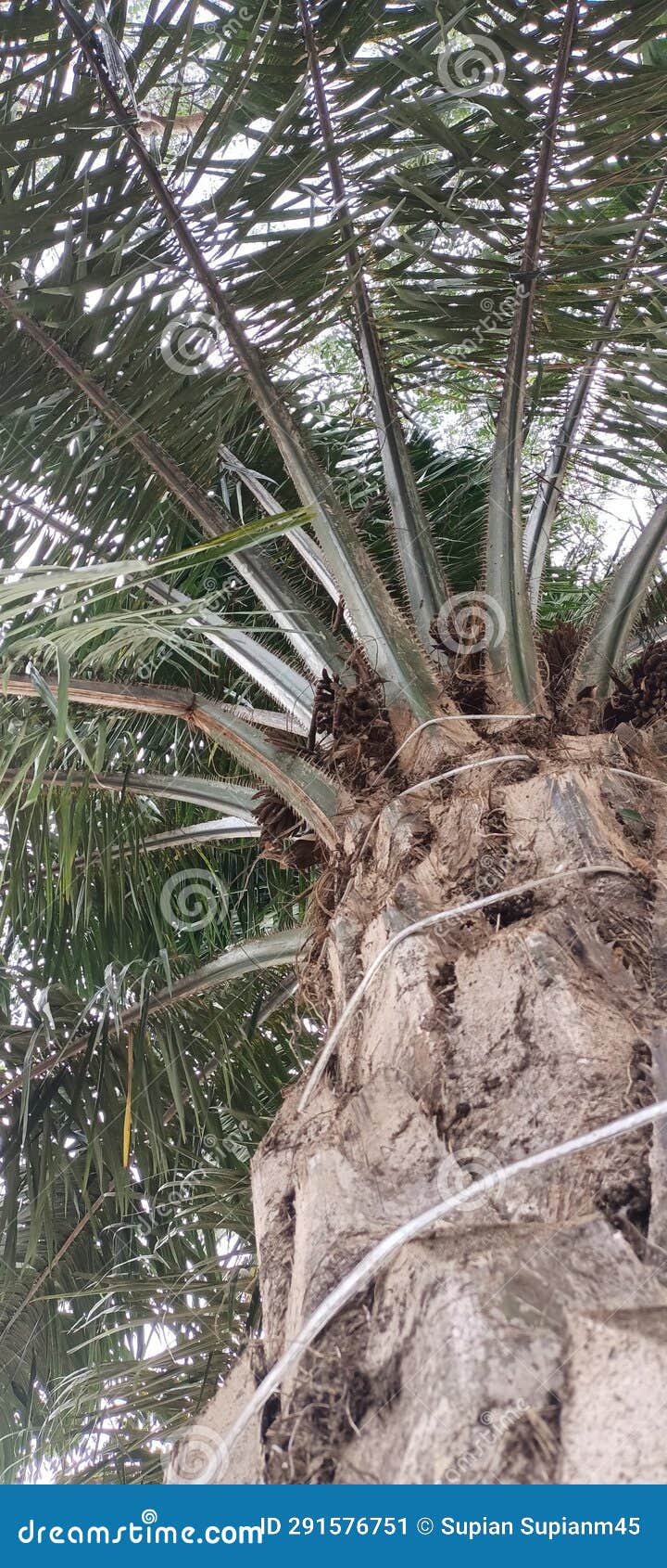 Beautiful Indonesian Palm Oil Trees Stock Image - Image of beautiful ...