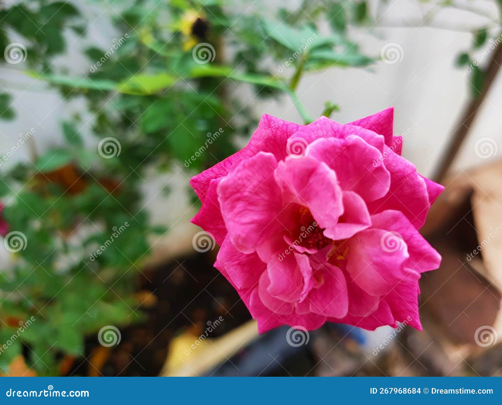 A Beautiful Indonesian Pink Rose Stock Photo - Image of leaf, blossom ...