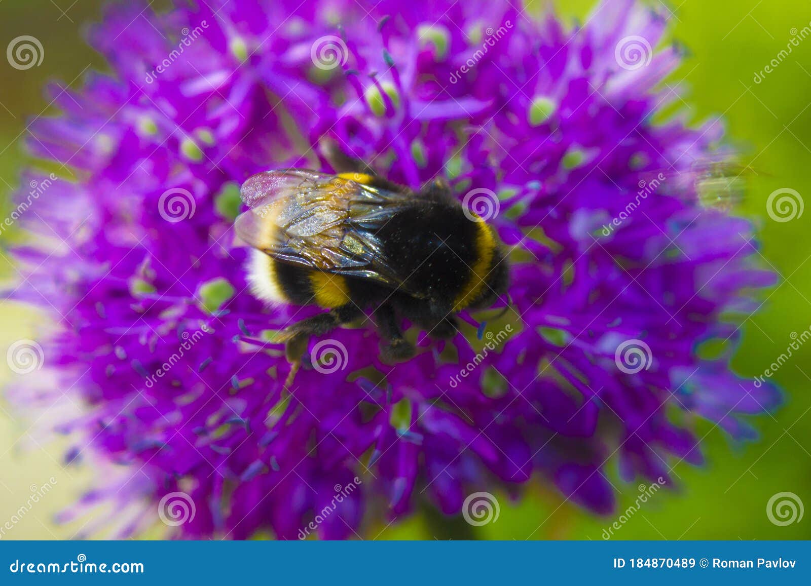 A Beautiful Industrious Insect a Bee Stock Image - Image of plant ...