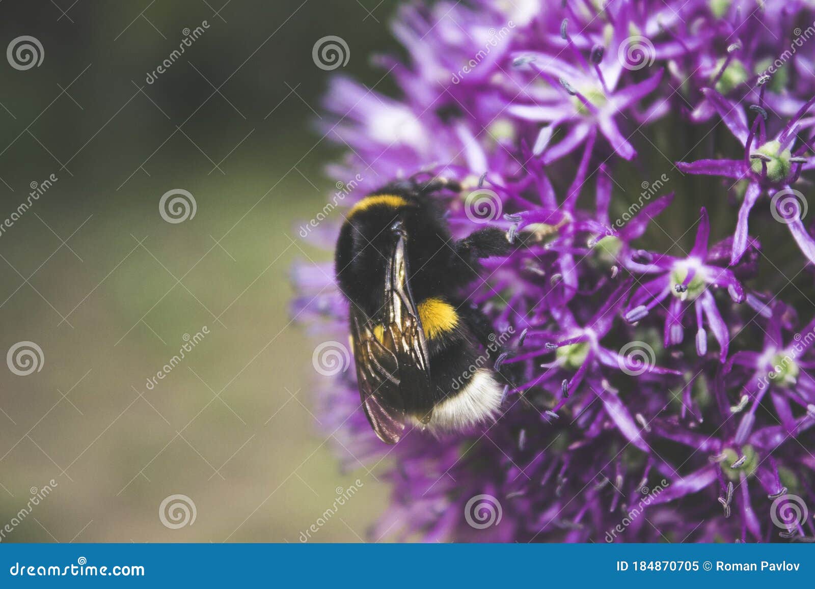 A Beautiful Industrious Insect a Bee Stock Image - Image of wild, honey ...