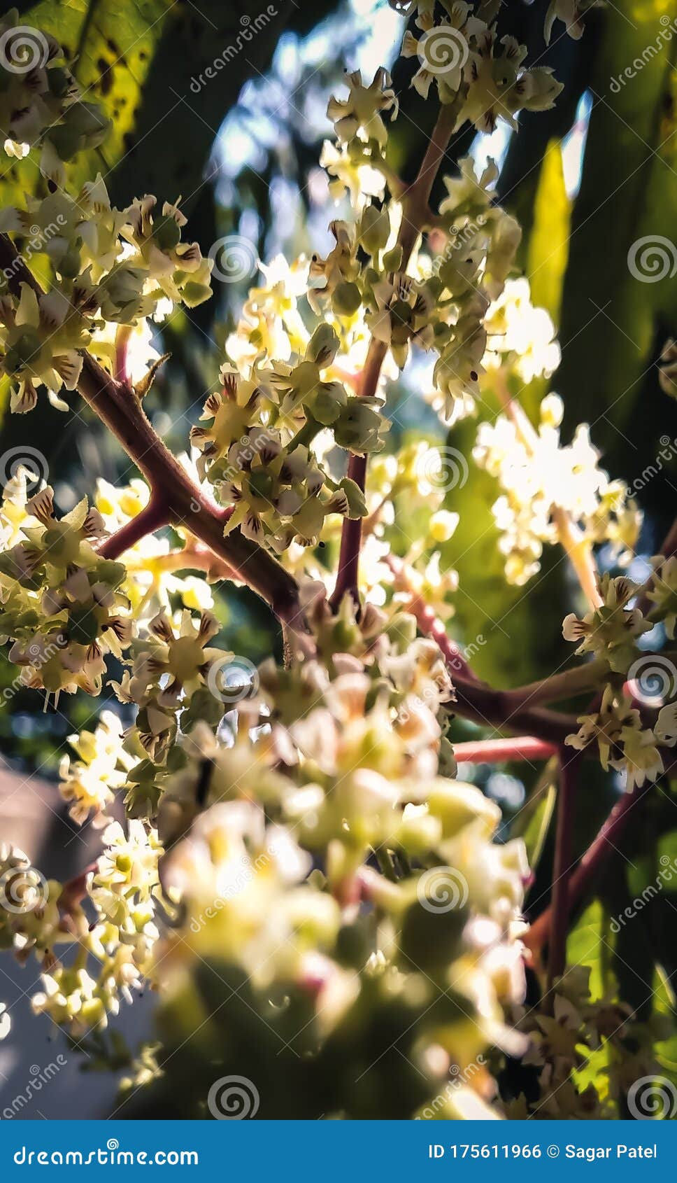 Beautiful Inflorescence of Mango on Mango Tree in the Garden Stock ...