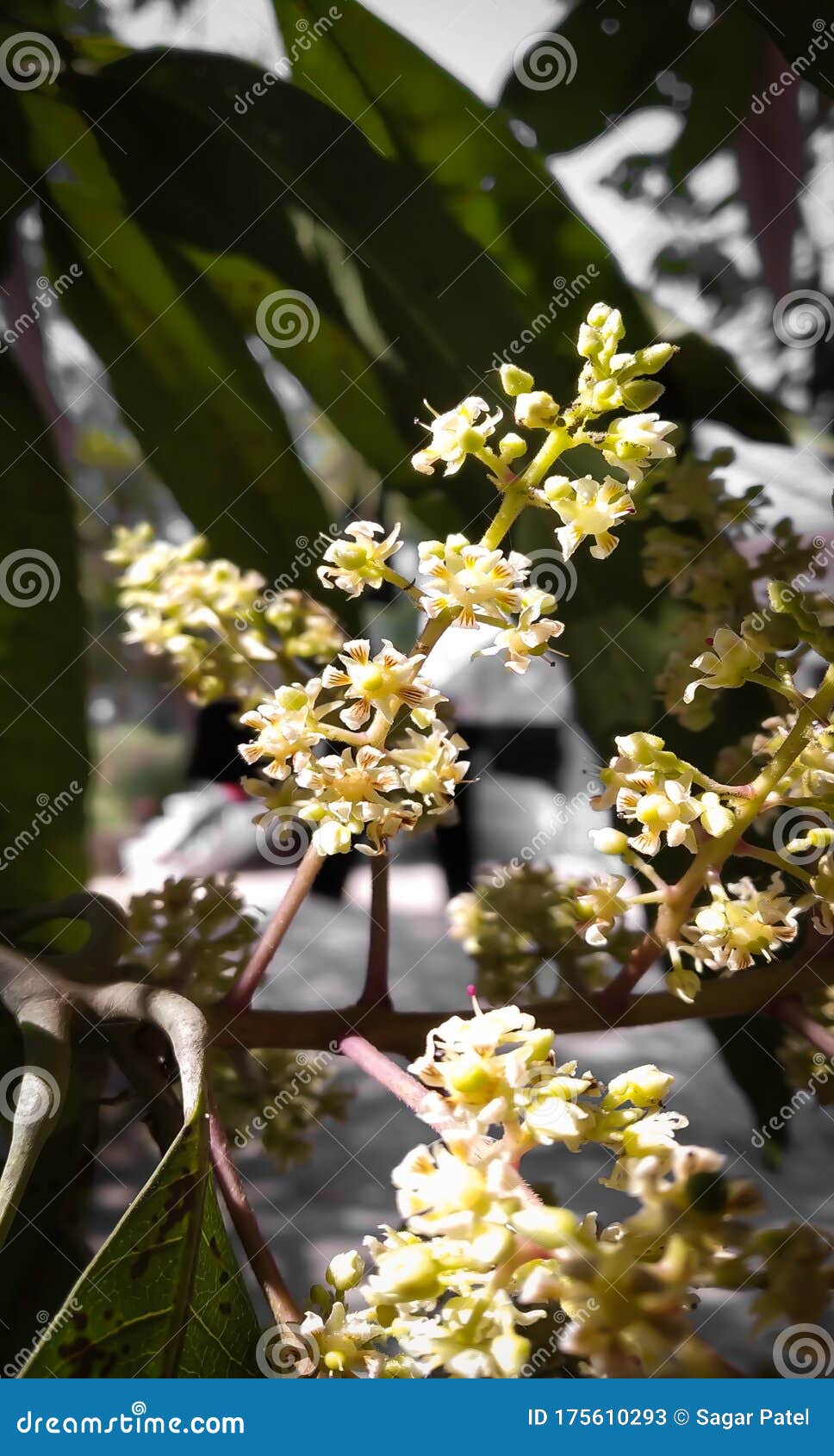Beautiful Inflorescence of Mango on Mango Tree in the Garden Stock ...