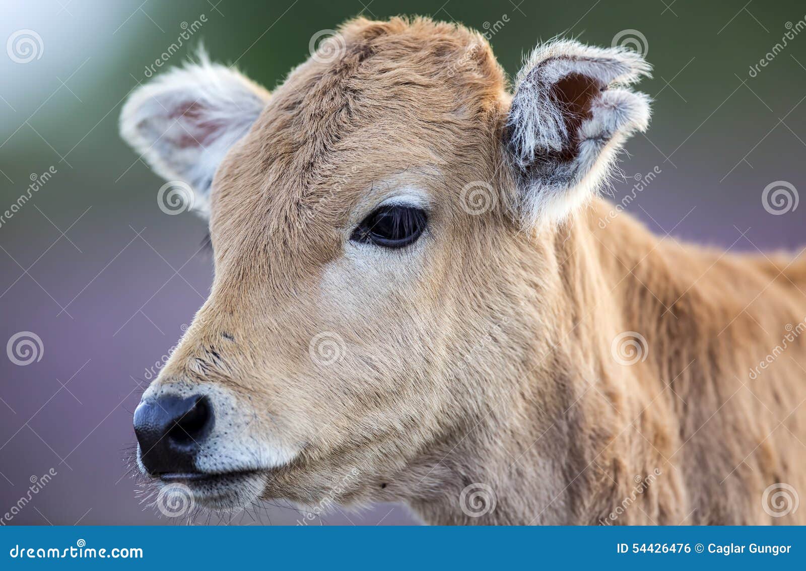 Beautiful Calf