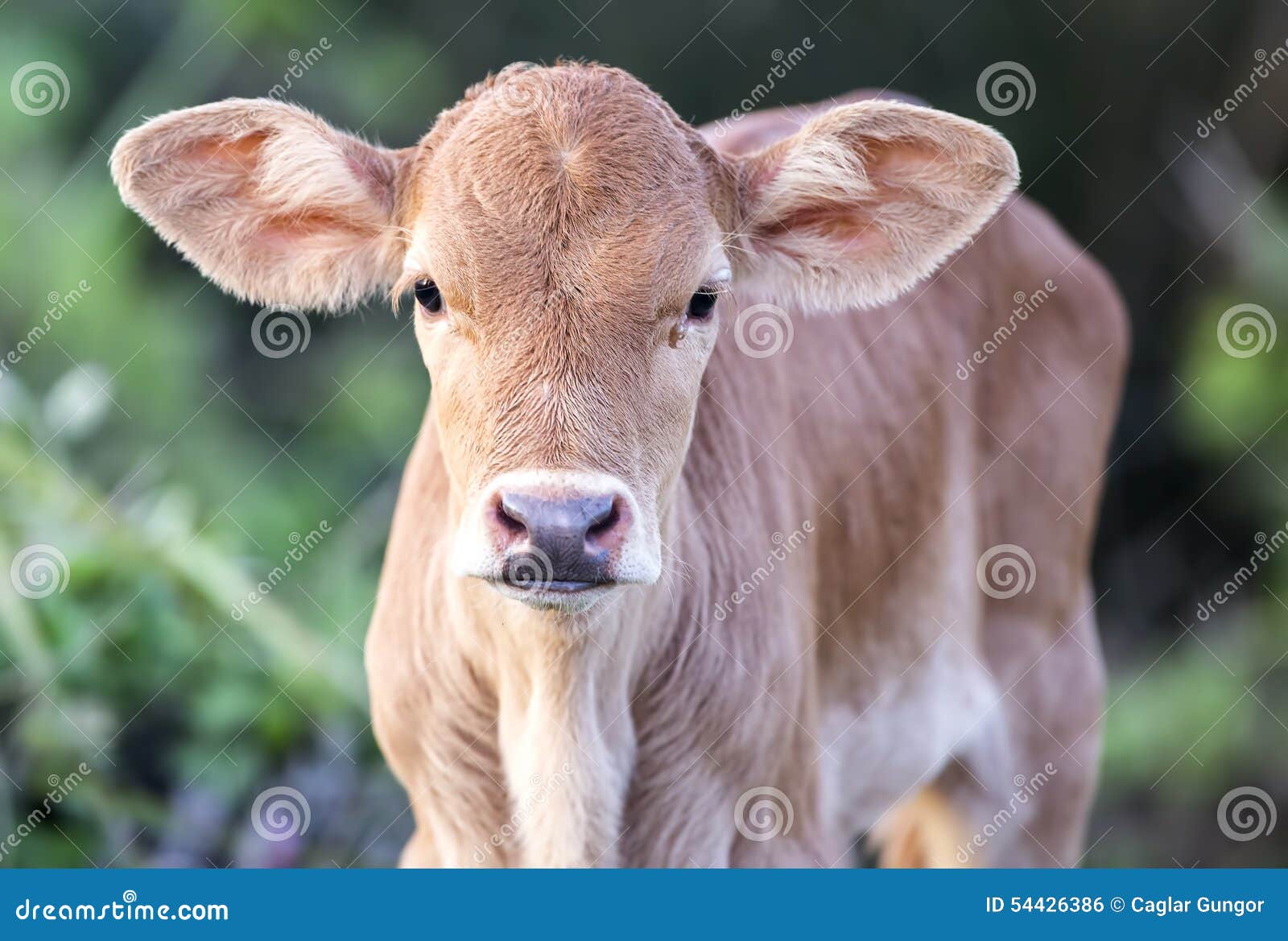 Beautiful Innocent Calf stock photo. Image of cowhide - 54426386