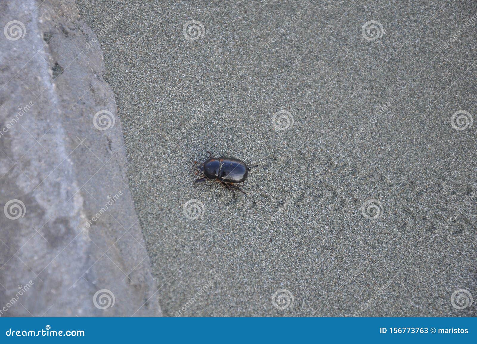 The Beautiful Insect Beetle Coleopteran in the Natural Environment ...