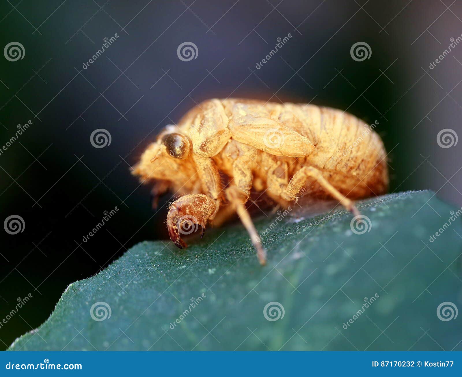 Beautiful insect Cicada stock photo. Image of hibiscus - 87170232