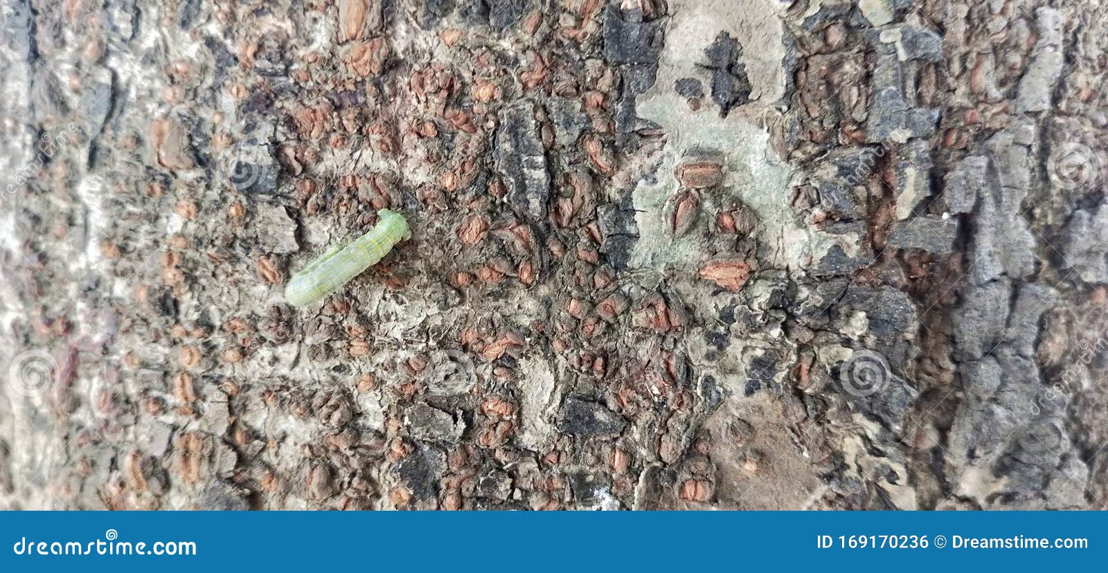 Beautiful Insect Climbing on a Tree Stock Photo - Image of mind ...