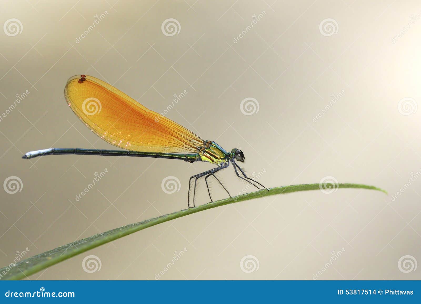 Beautiful Insect (dragonfly) on Green Leaves Stock Photo - Image of ...