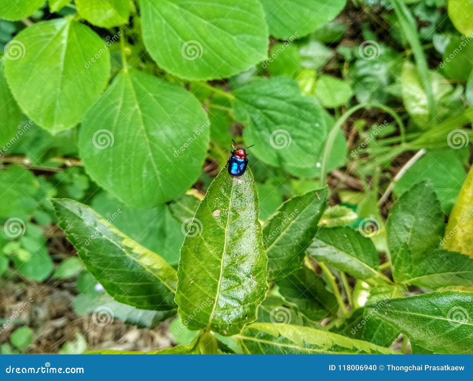 Insect Island stock photo. Image of beautiful, green - 118006940