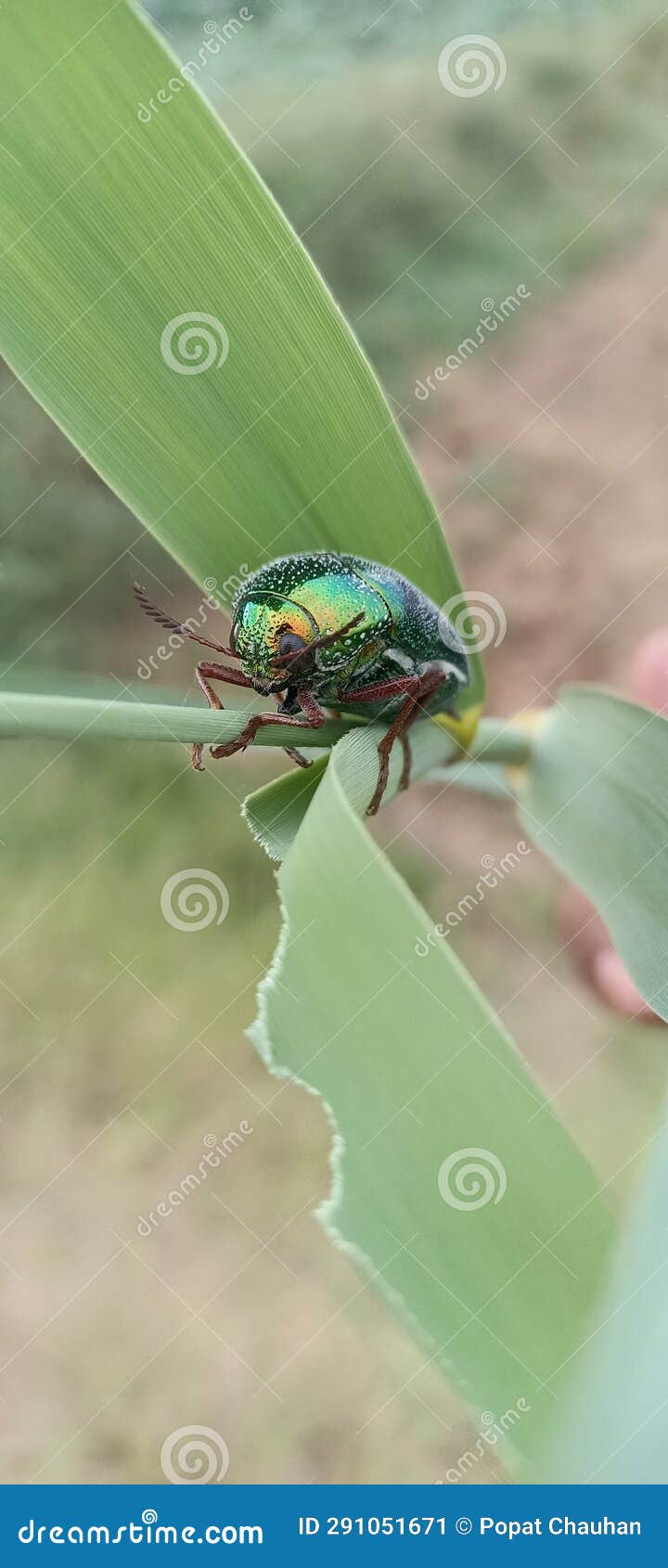 Beautiful Insect with Reflective Colour Stock Image - Image of colo ...