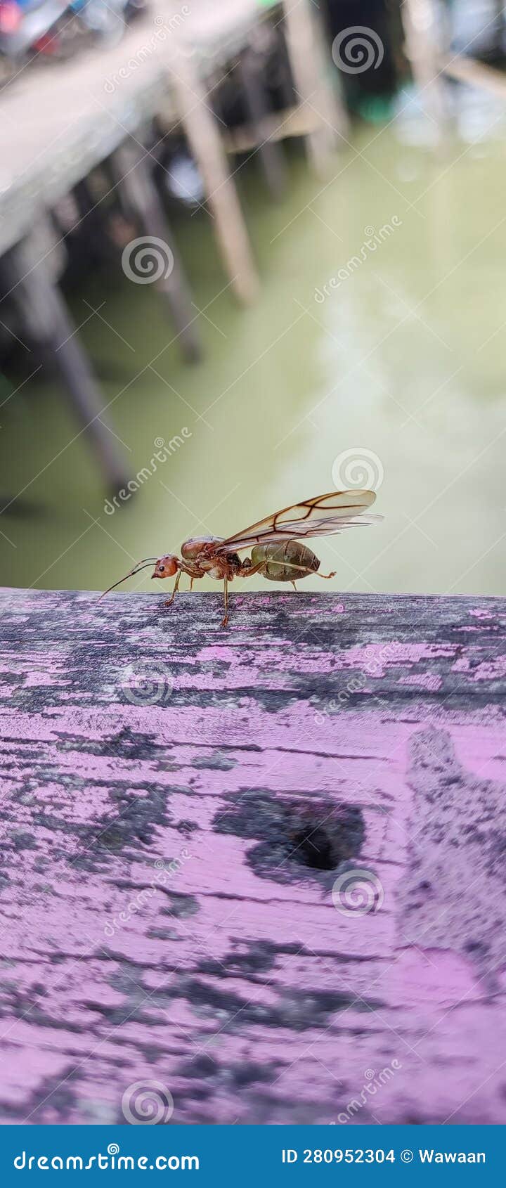 Beautiful insects stock photo. Image of insects, beautiful - 280952304