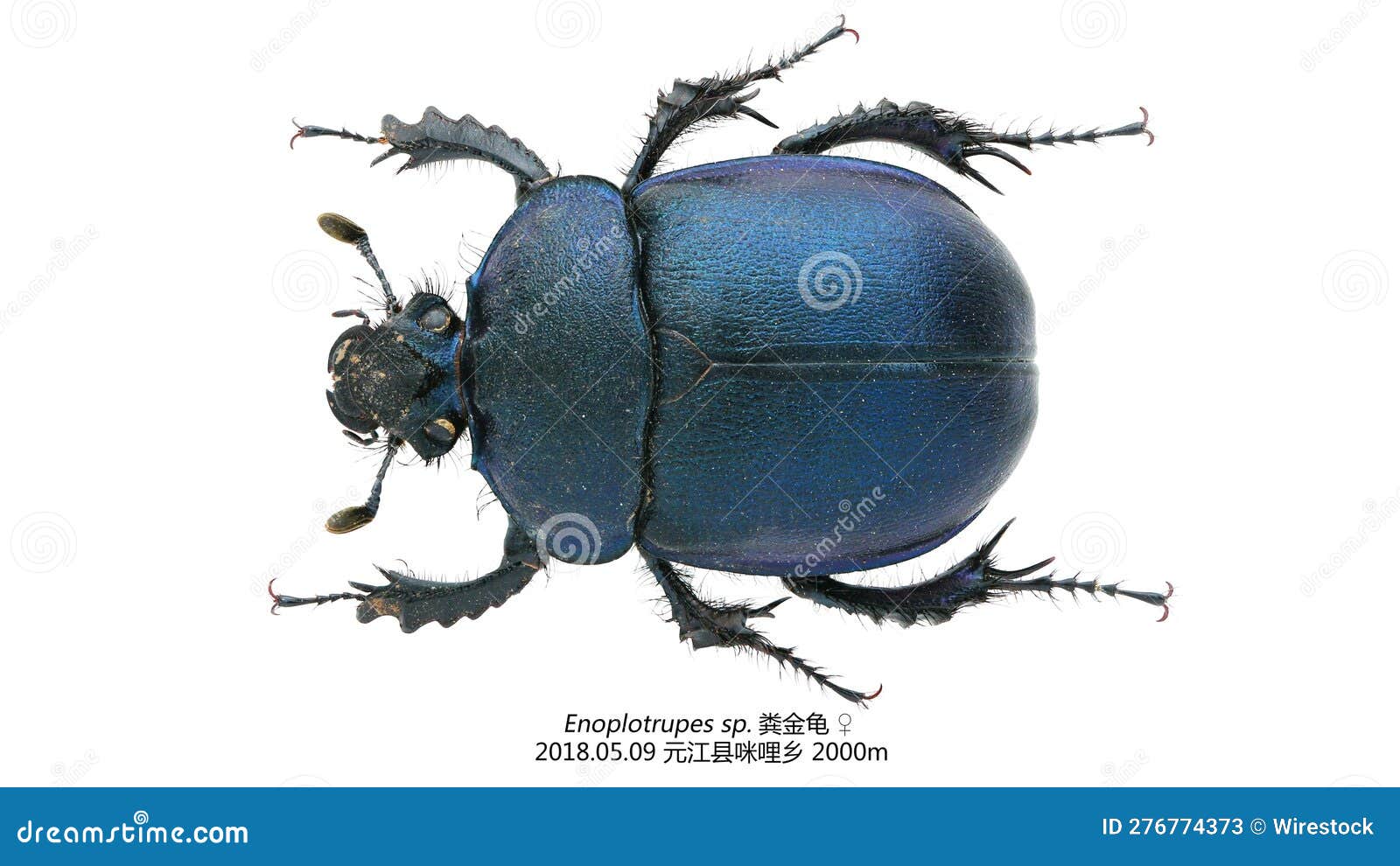 Beautiful Insects Collection of Geotrupidae Stock Image - Image of ...