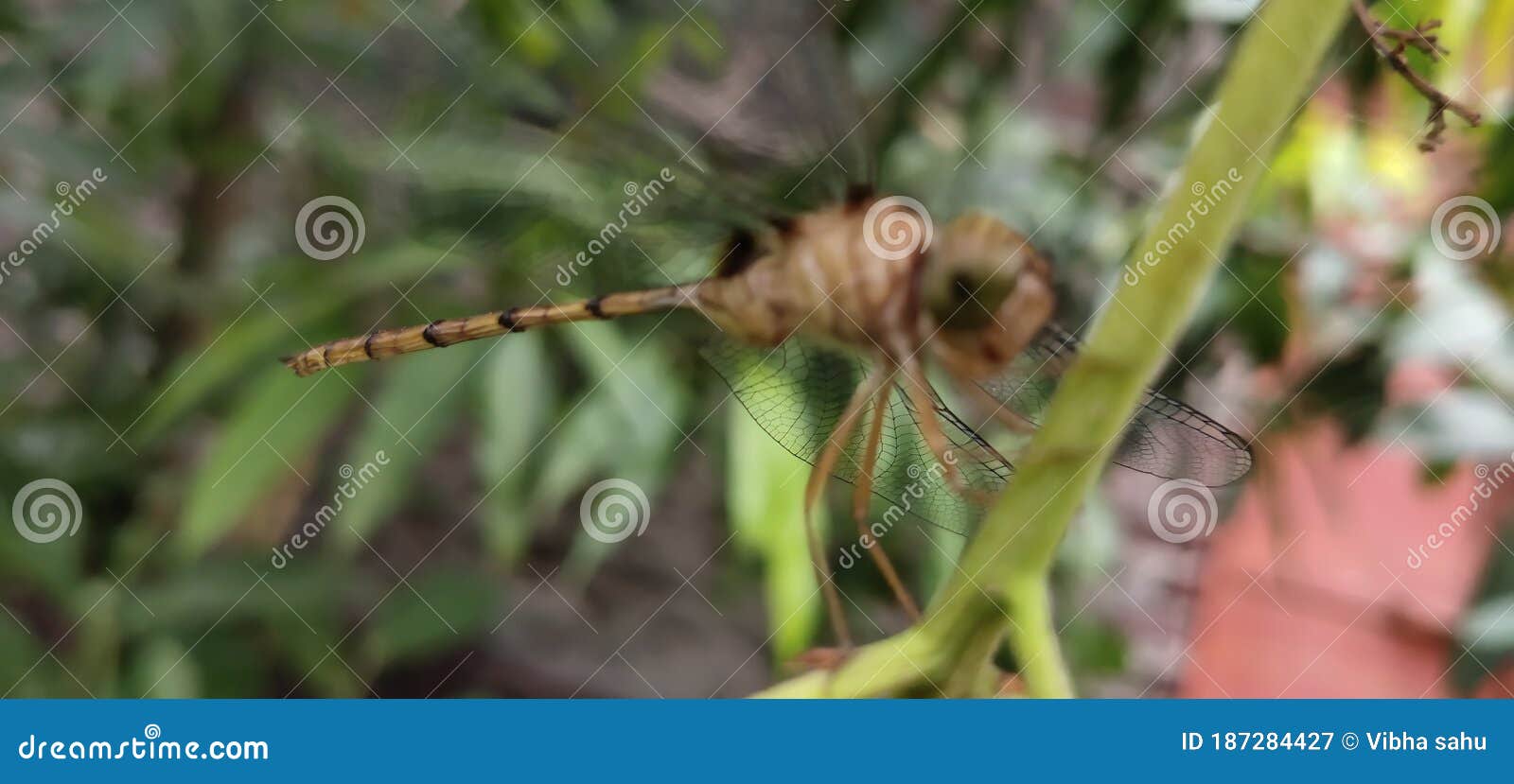 Beautiful insects in tree stock image. Image of tree - 187284427
