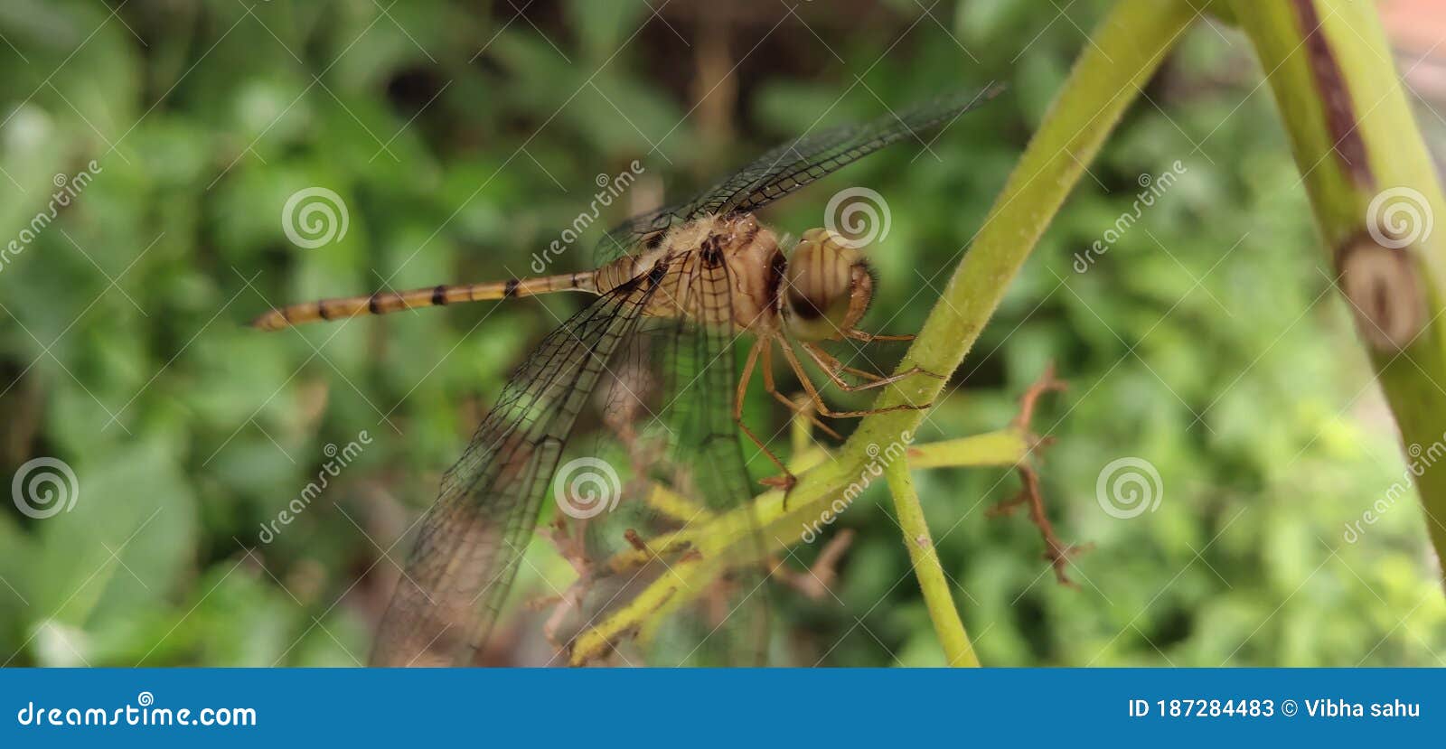 Beautiful insects in tree stock image. Image of beautiful - 187284483