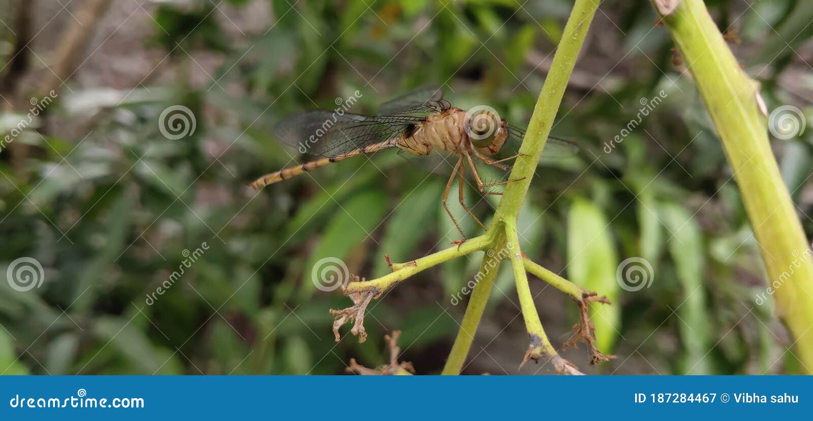 Beautiful insects in tree stock image. Image of natural - 187284467