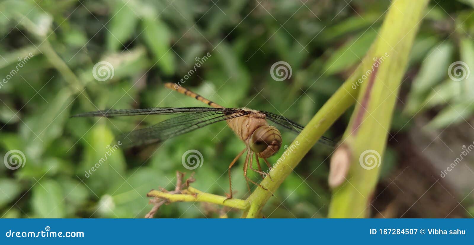 Beautiful insects in tree stock image. Image of insects - 187284507