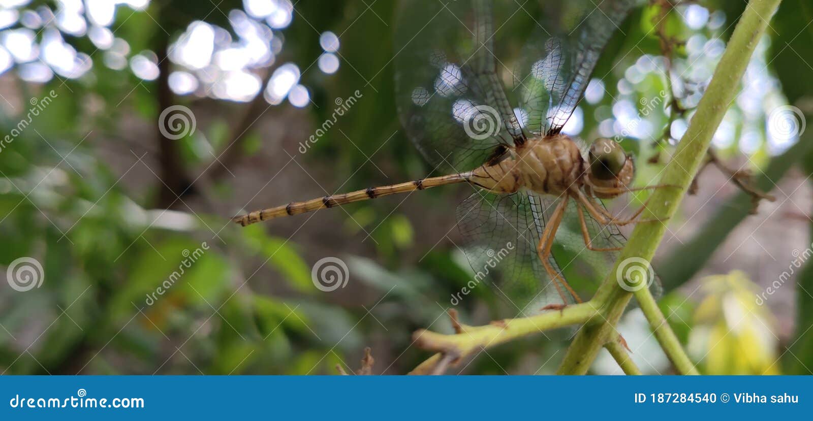 Beautiful insects in tree stock photo. Image of beautiful - 187284540