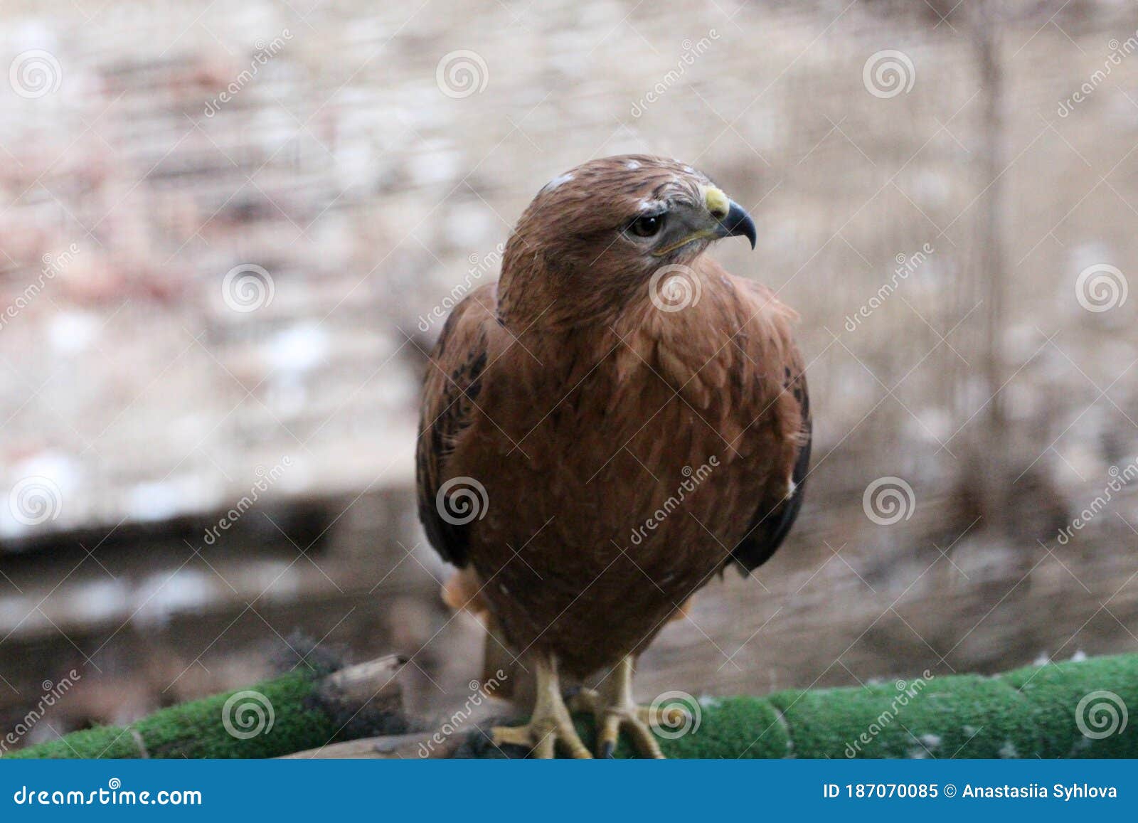 Beautiful Intelligent and Wild Bird Hawk Stock Image - Image of ...