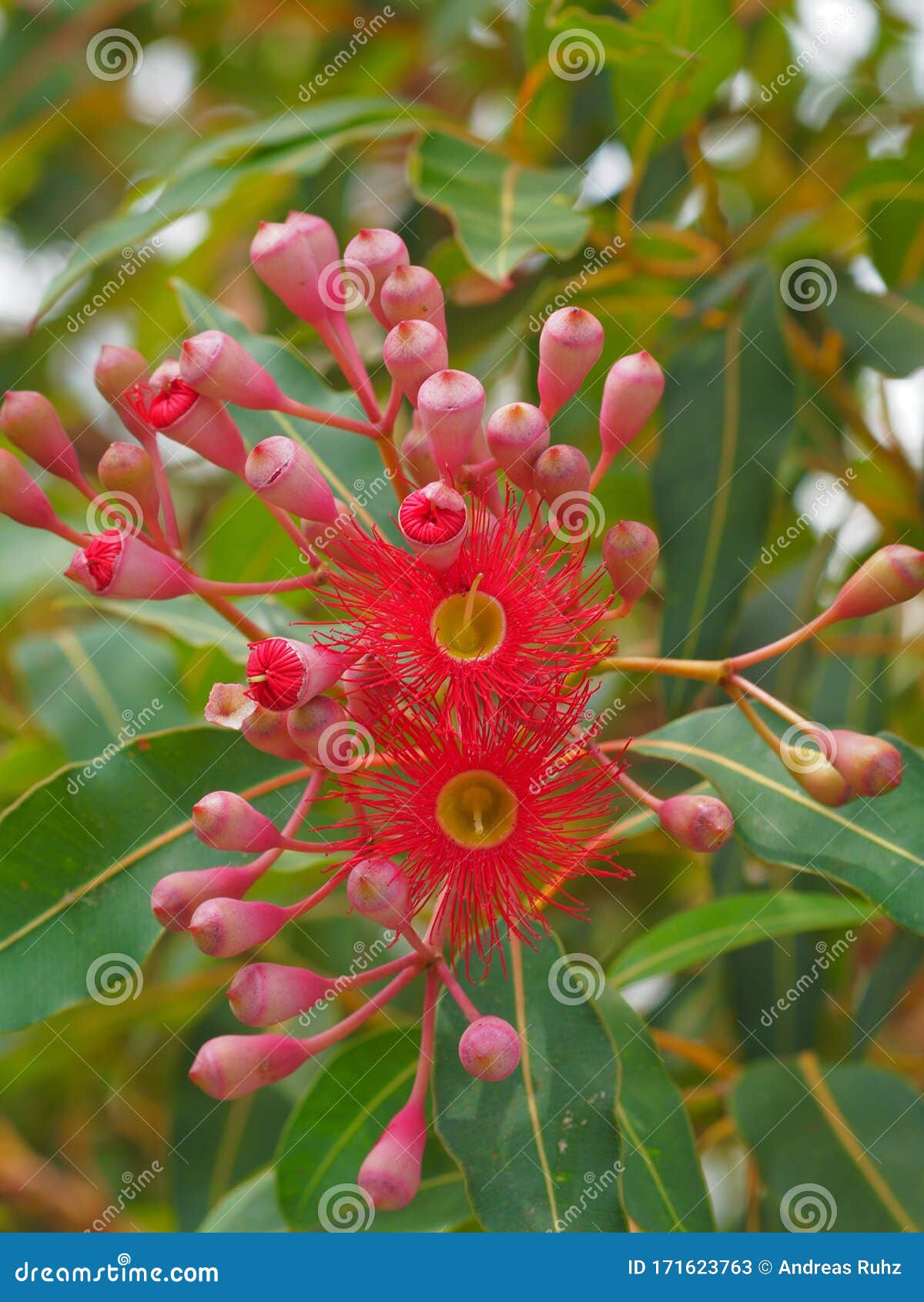 Beautiful Intense Red Eucalyptus Flowers. Stock Image - Image of growth ...